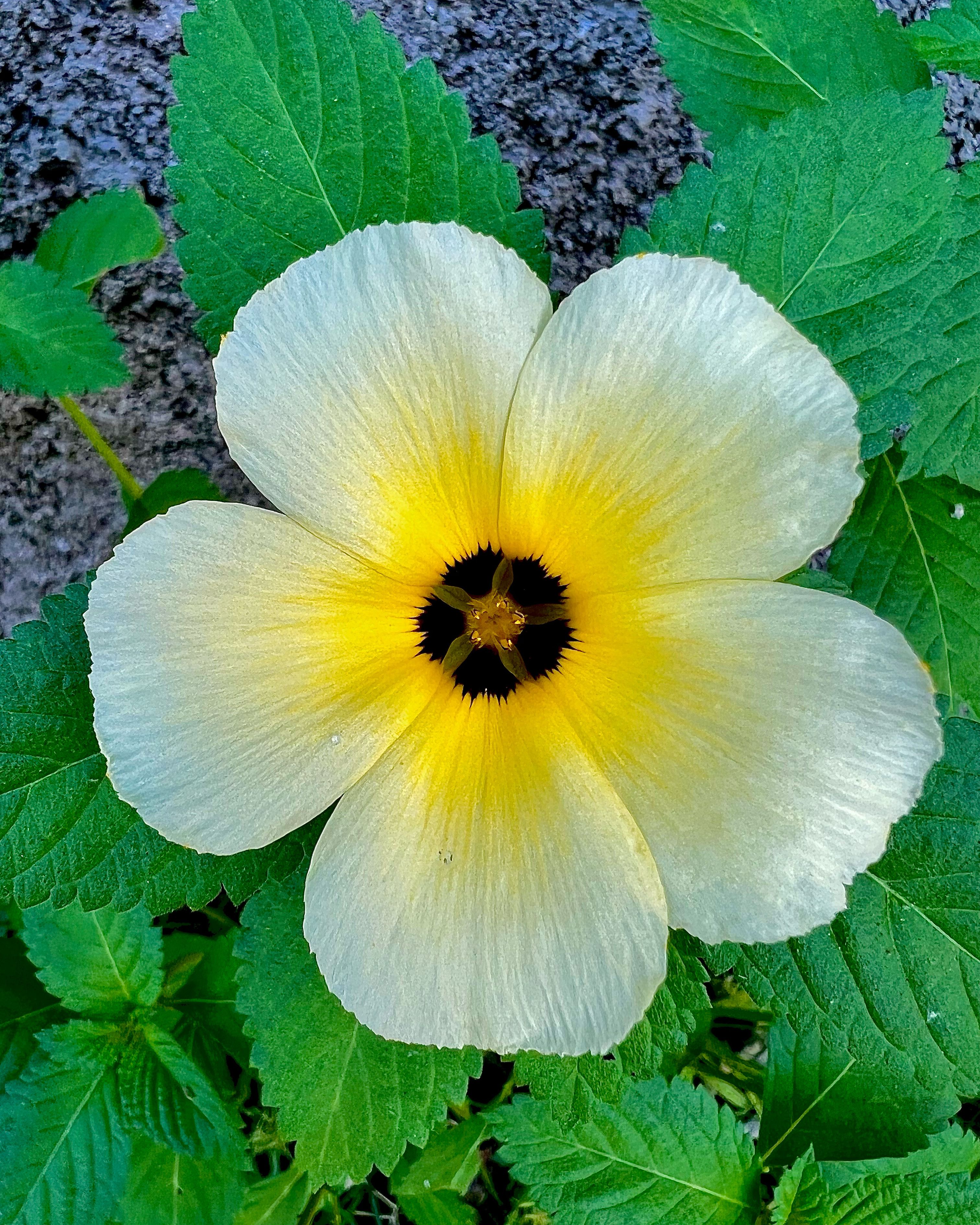 4+ Fotos y Imágenes de Guazuma ulmifolia Gratis · Banco de Fotos Gratis