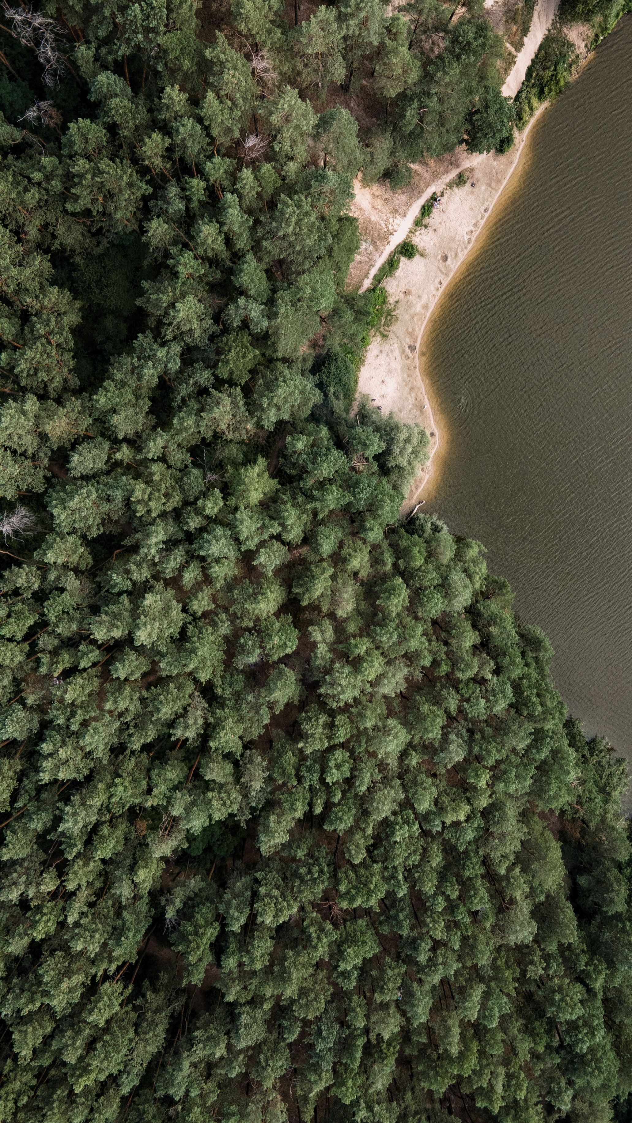 Aerial View of Trees in the Coast · Free Stock Photo