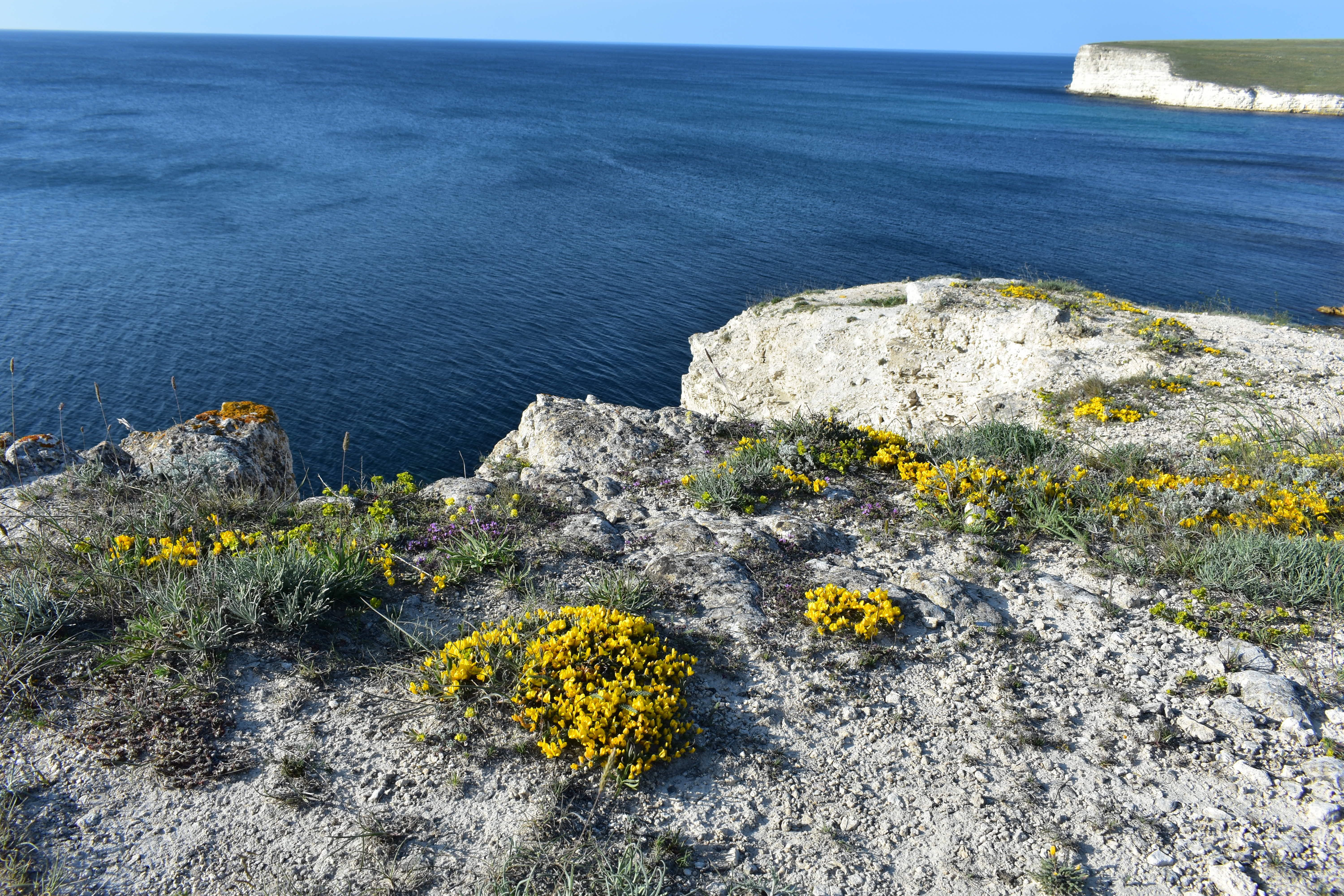 Vegetation on Cliff Rock · Free Stock Photo