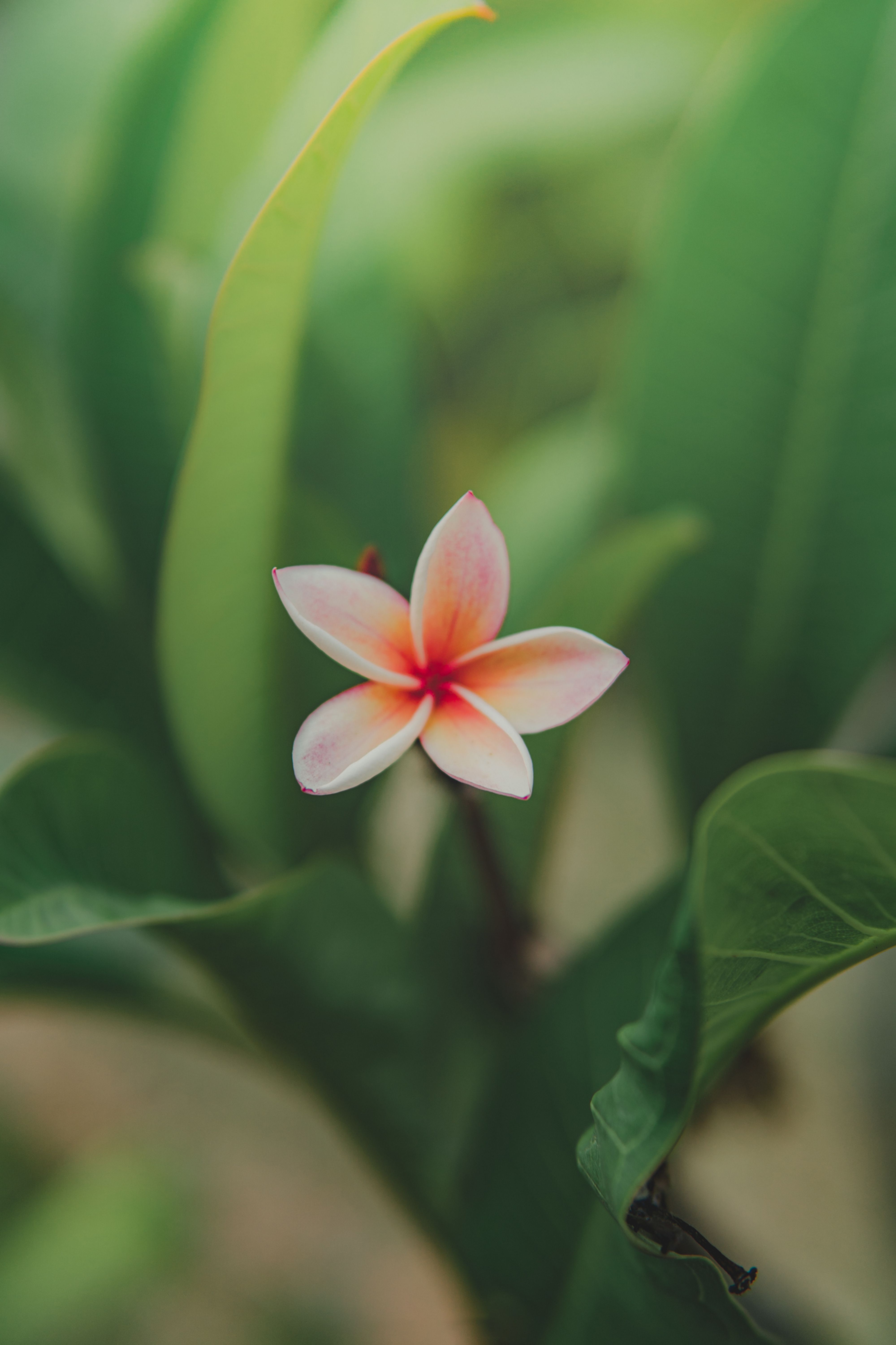 Close-up View of Flower · Free Stock Photo