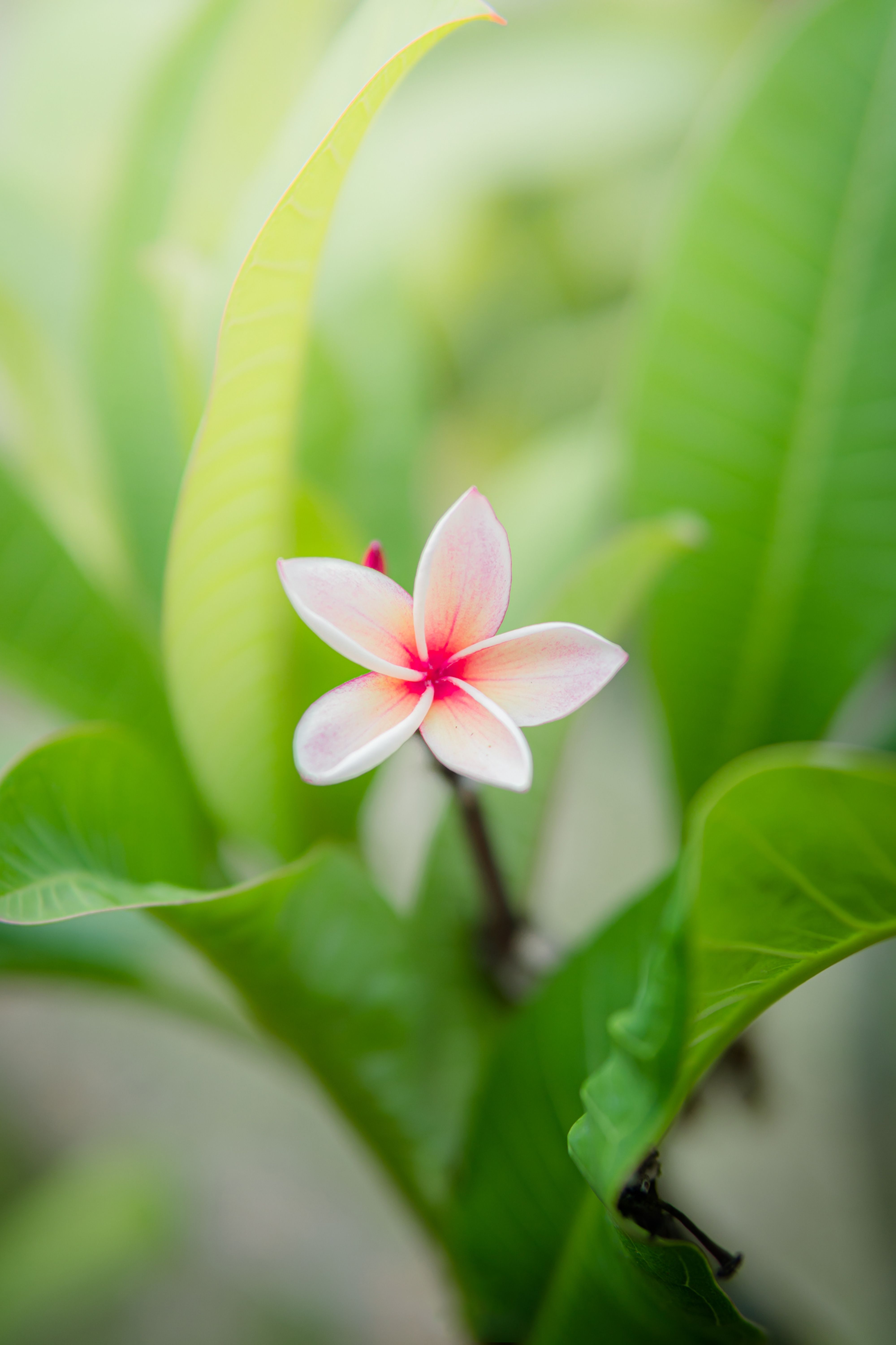 Close-up View of Flower · Free Stock Photo
