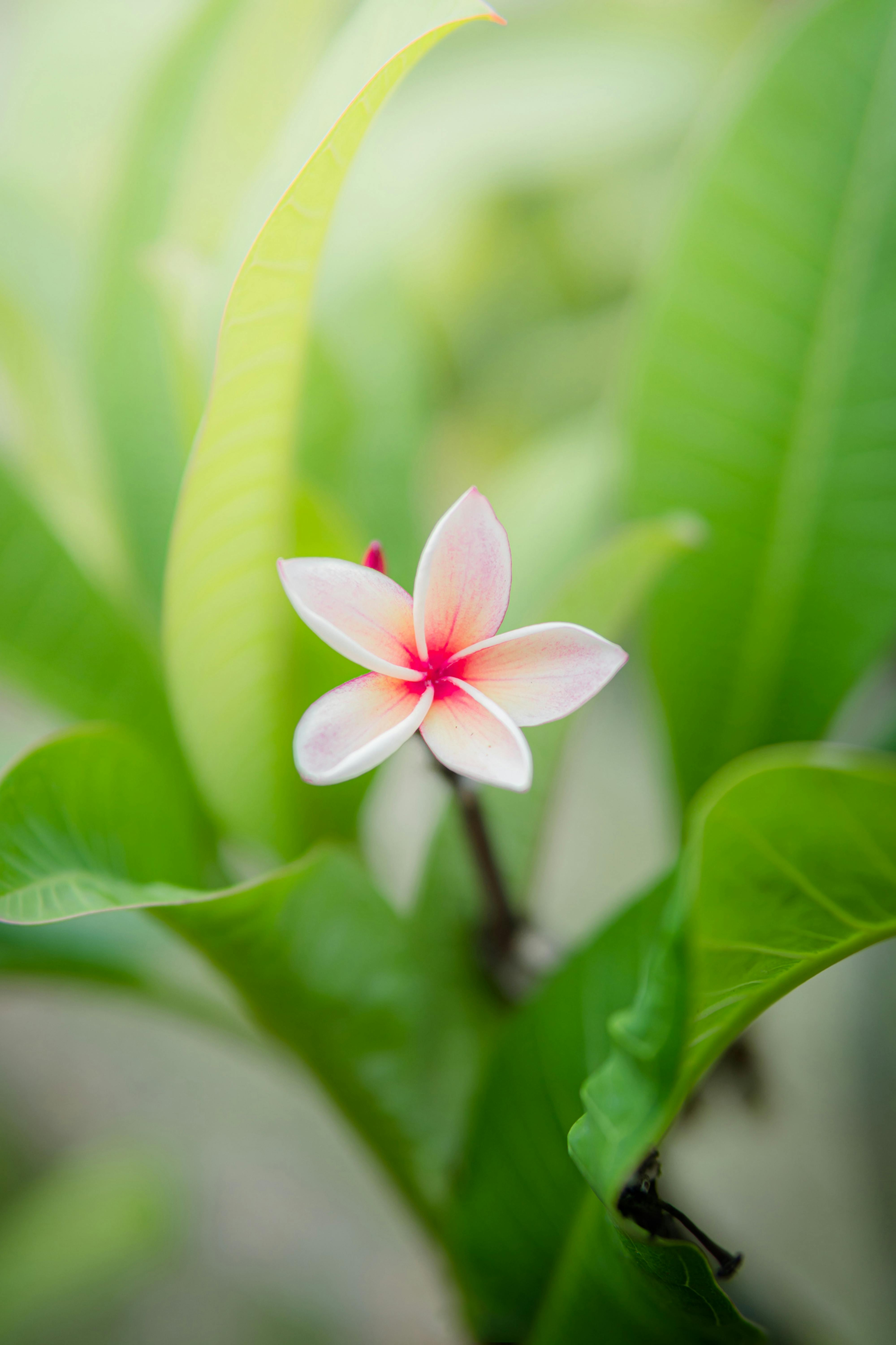 White Flowers near Window · Free Stock Photo