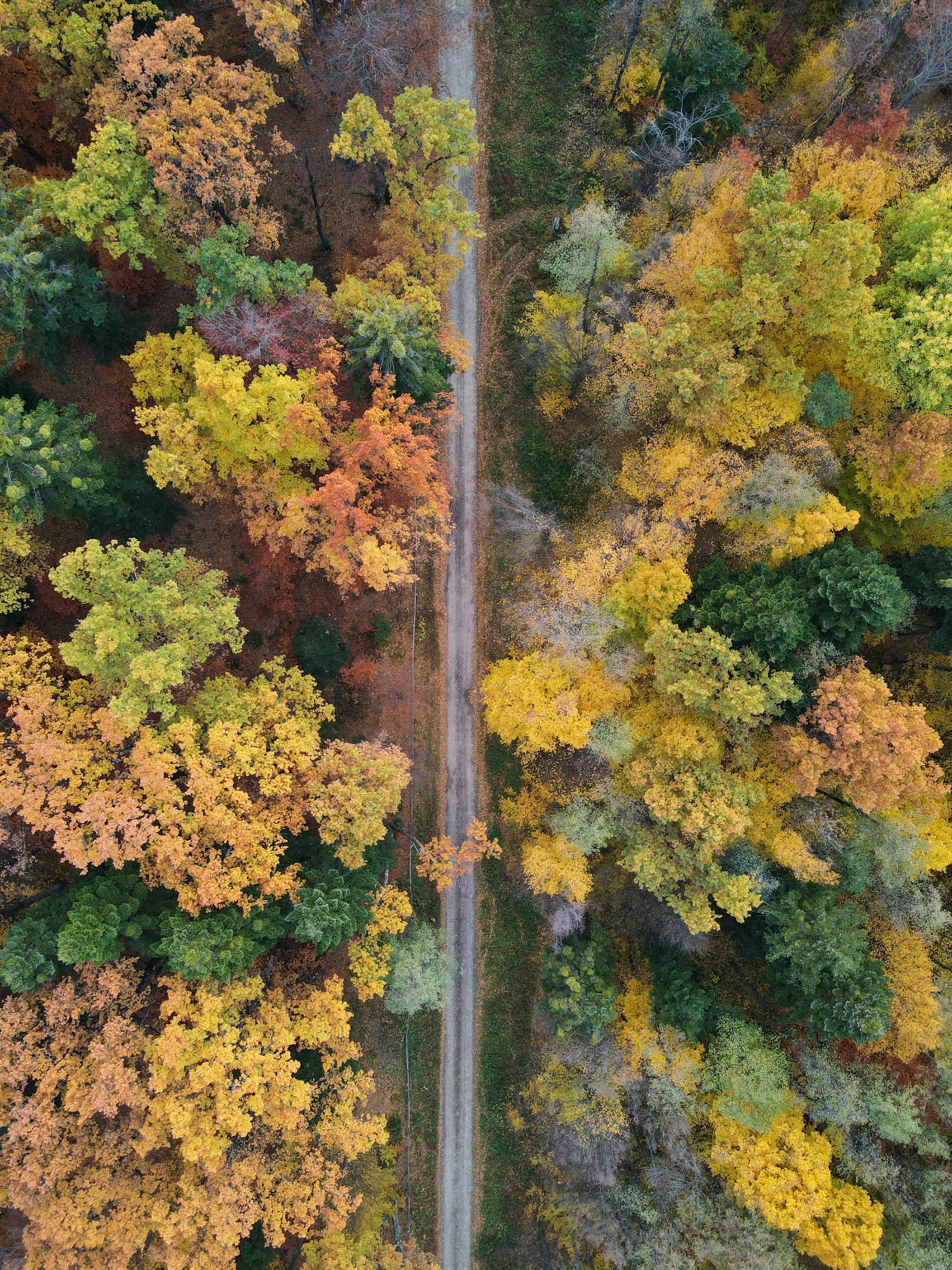 A Narrow Road Surrounded by Trees · Free Stock Photo