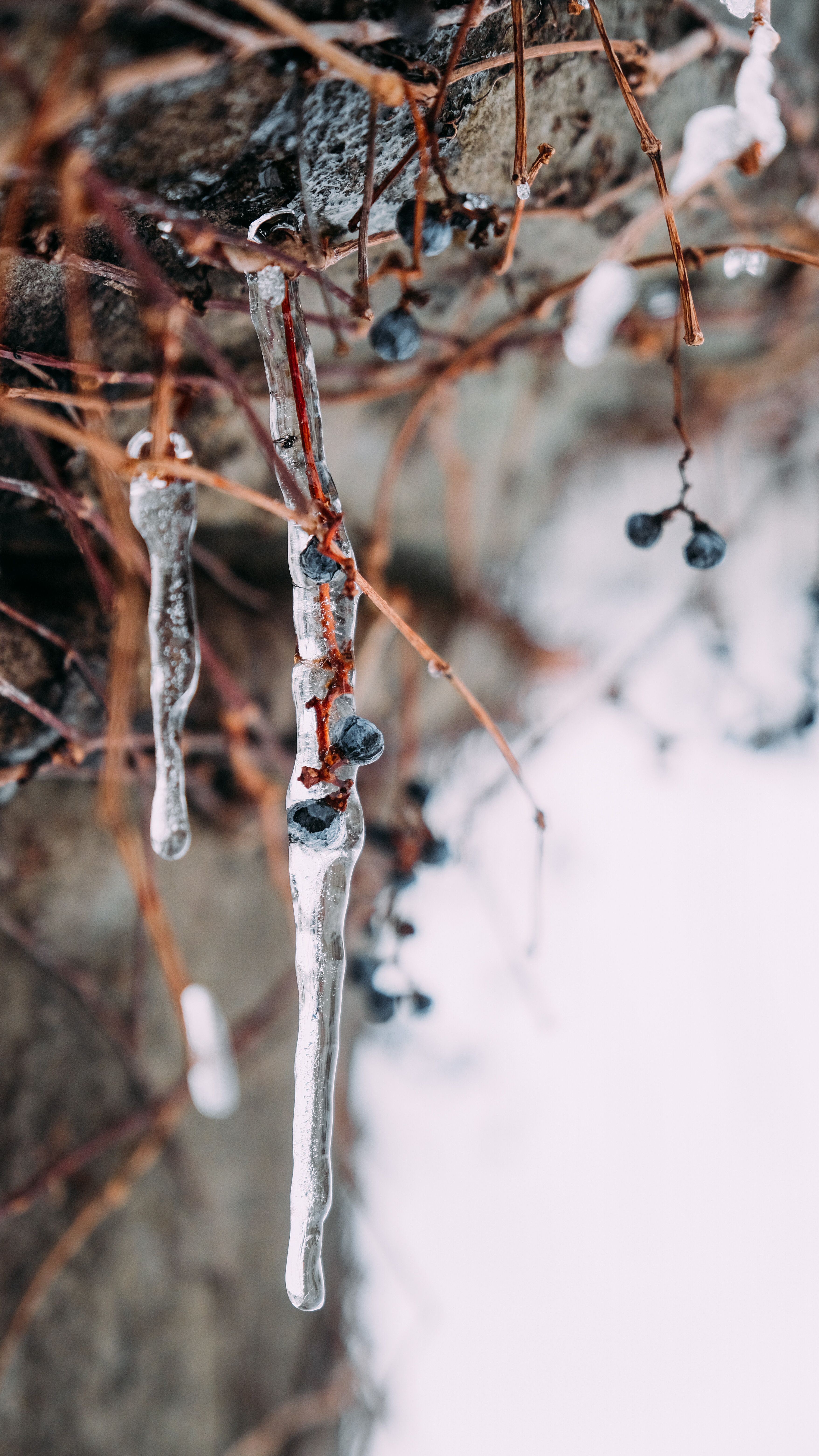Frozen Vine Photos, Download The BEST Free Frozen Vine Stock Photos ...