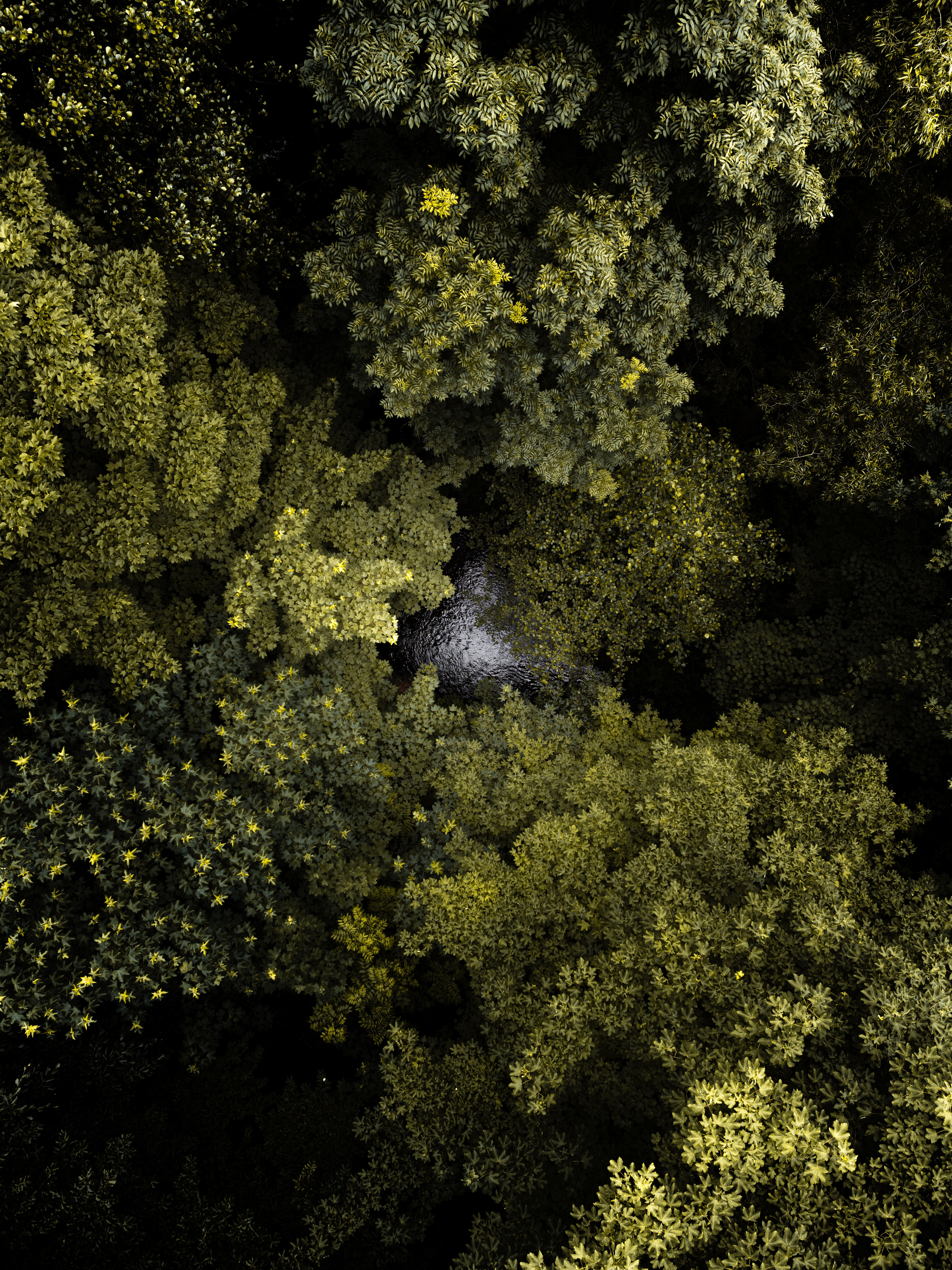 Aerial Photography of Trees · Free Stock Photo