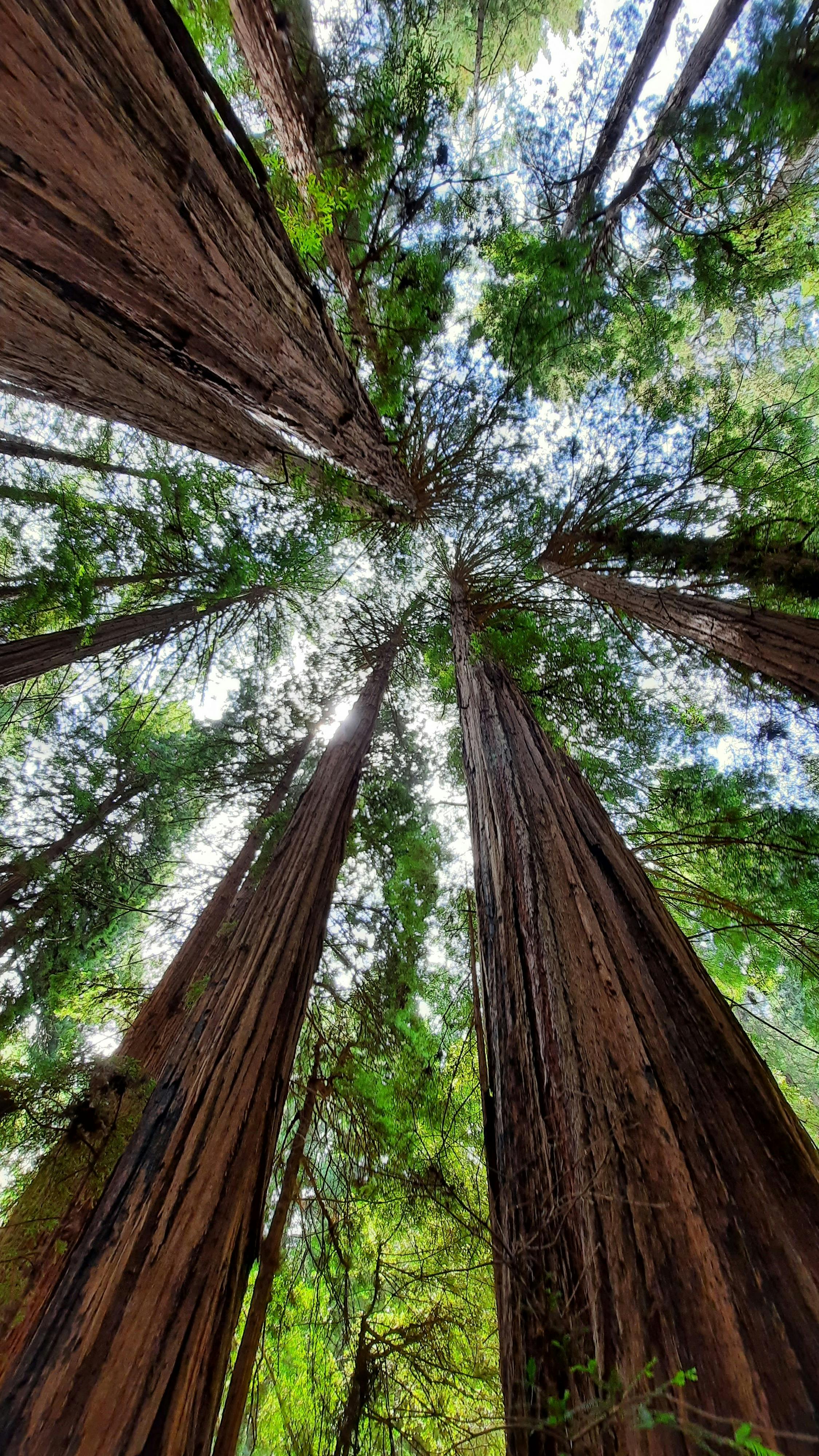 Low Angle Photography of Tall Trees · Free Stock Photo
