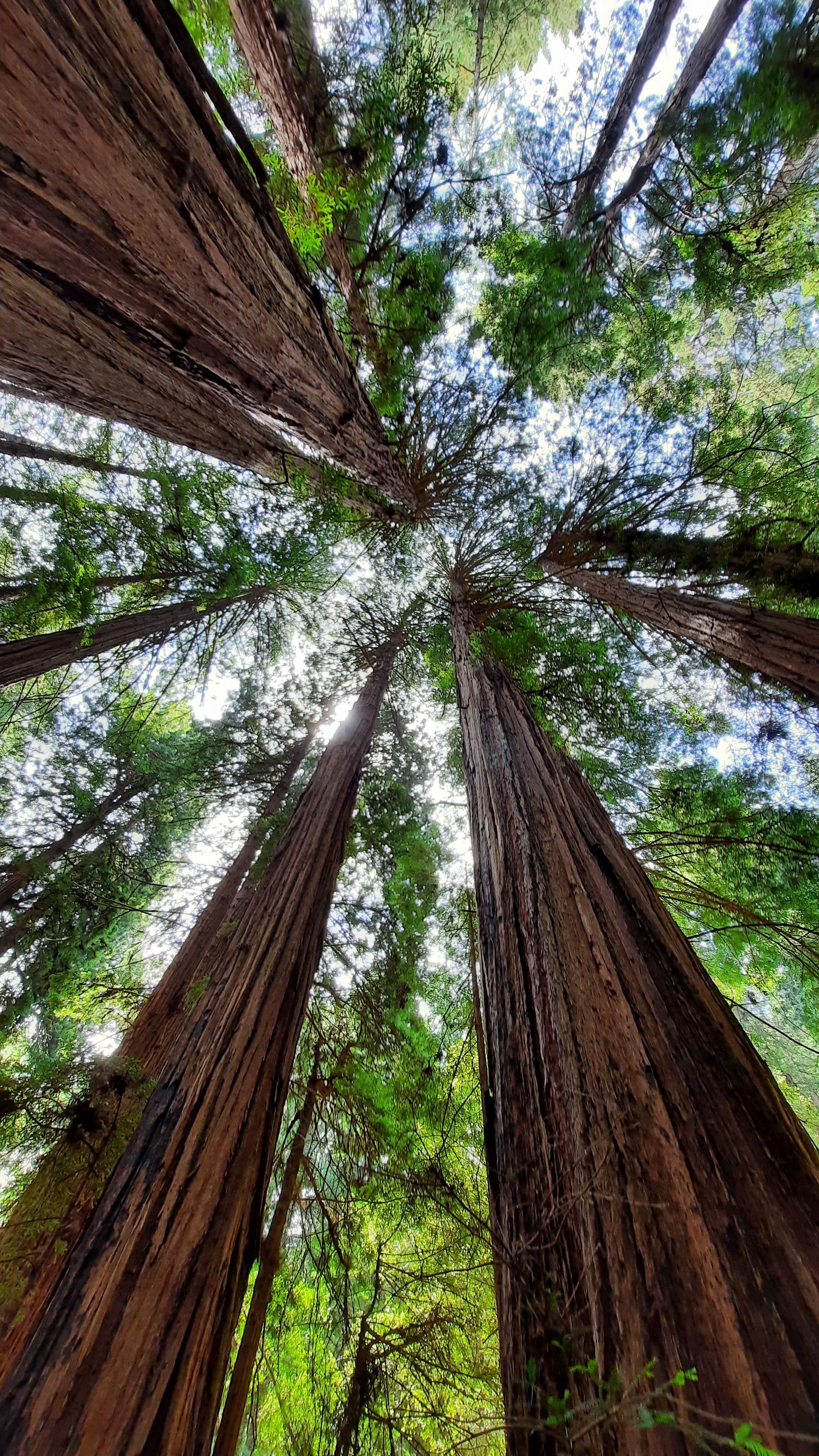 Brown Tall Trees Under Sunny Sky · Free Stock Photo