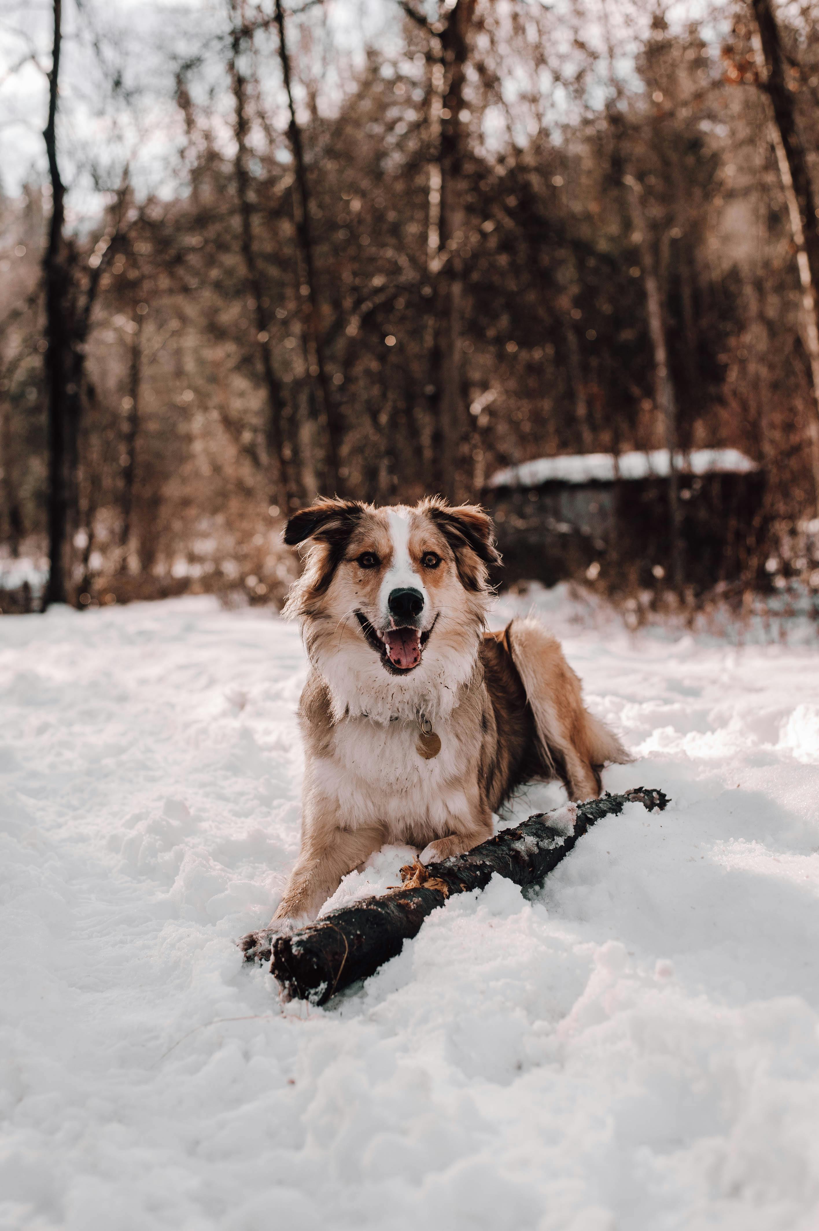 Dog in Snow · Free Stock Photo