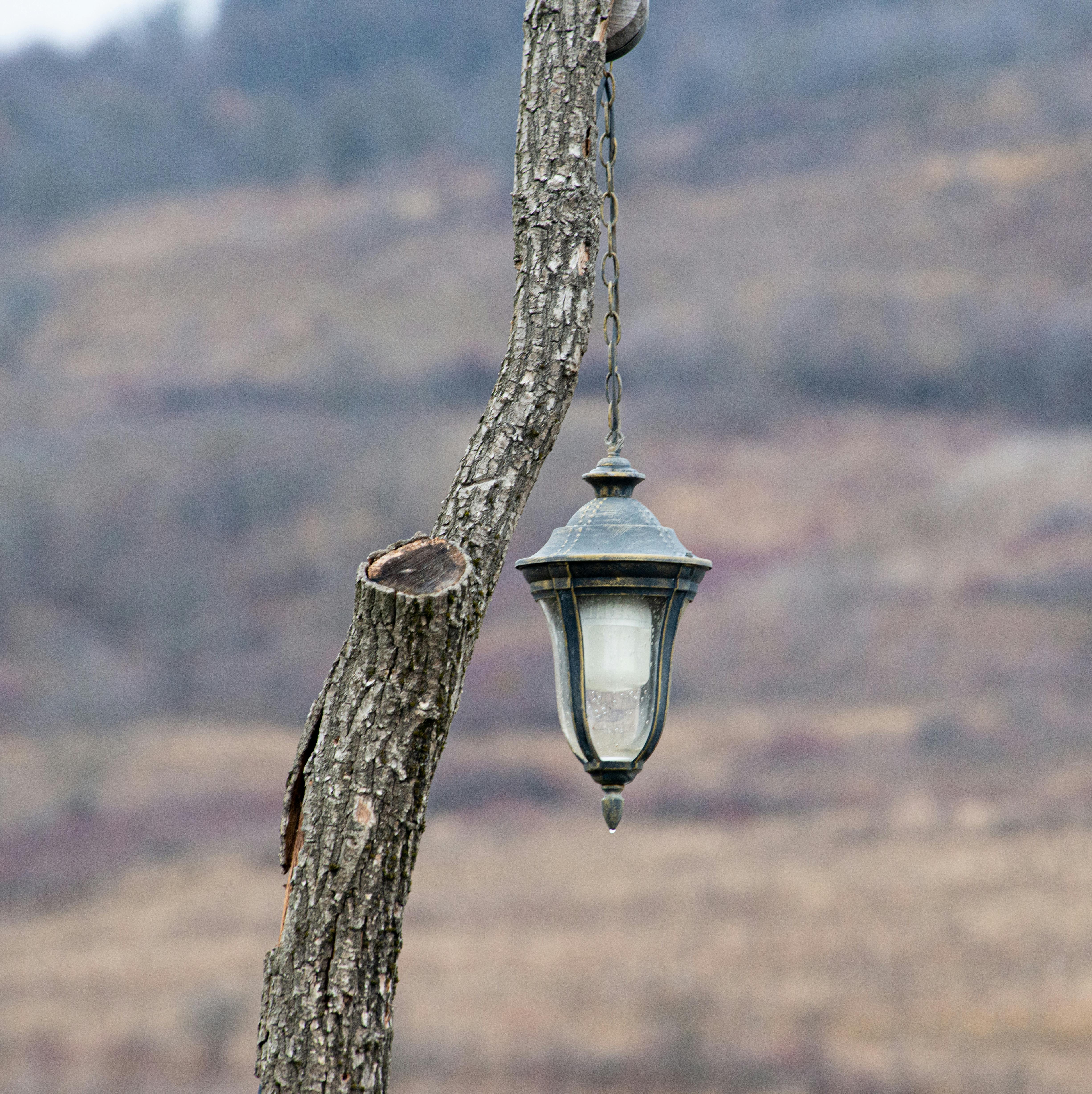 Lantern Hanging on Tree Branch · Free Stock Photo