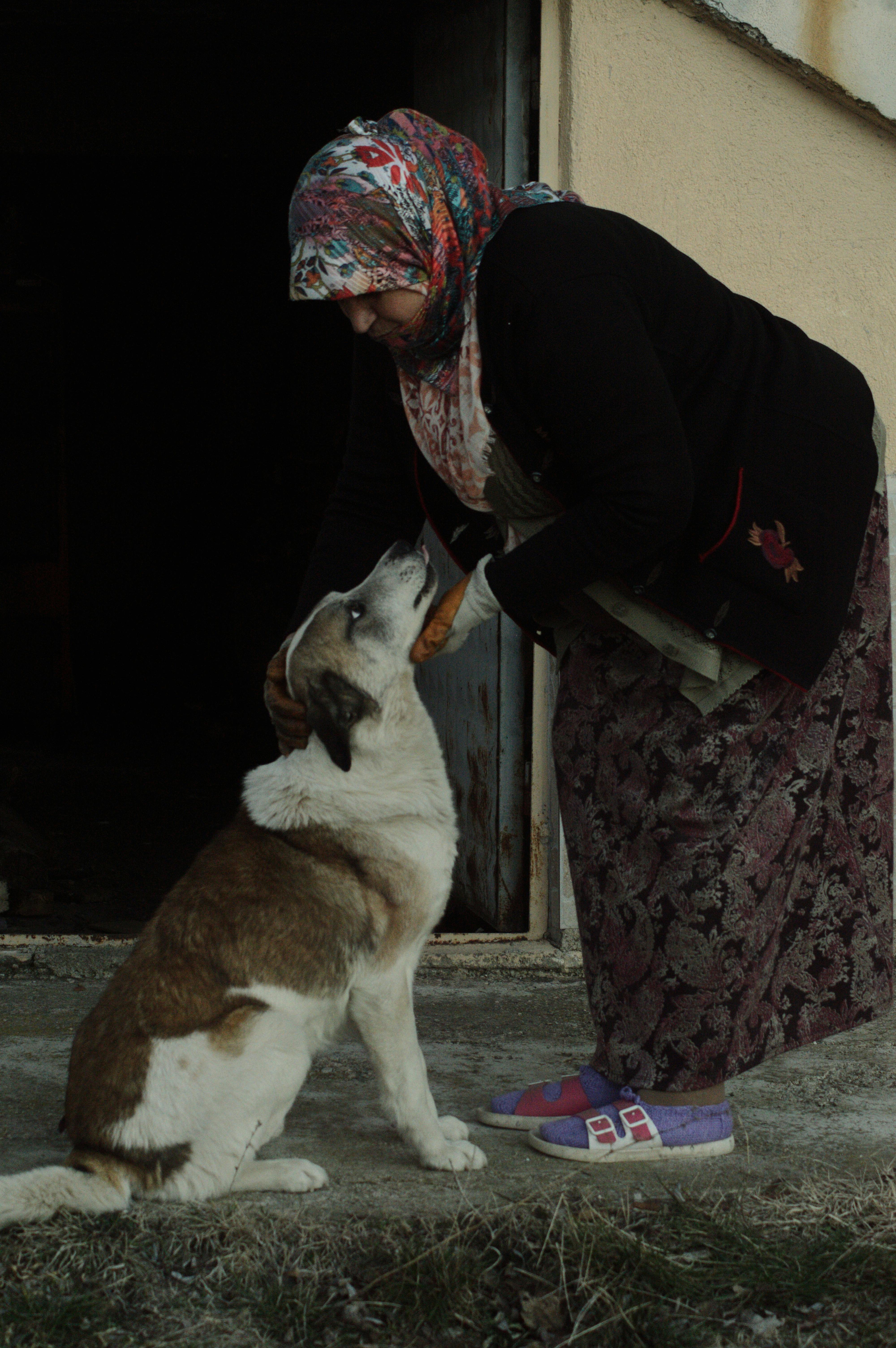 Woman in Floral Hijab Holding Short Coated Dog · Free Stock Photo