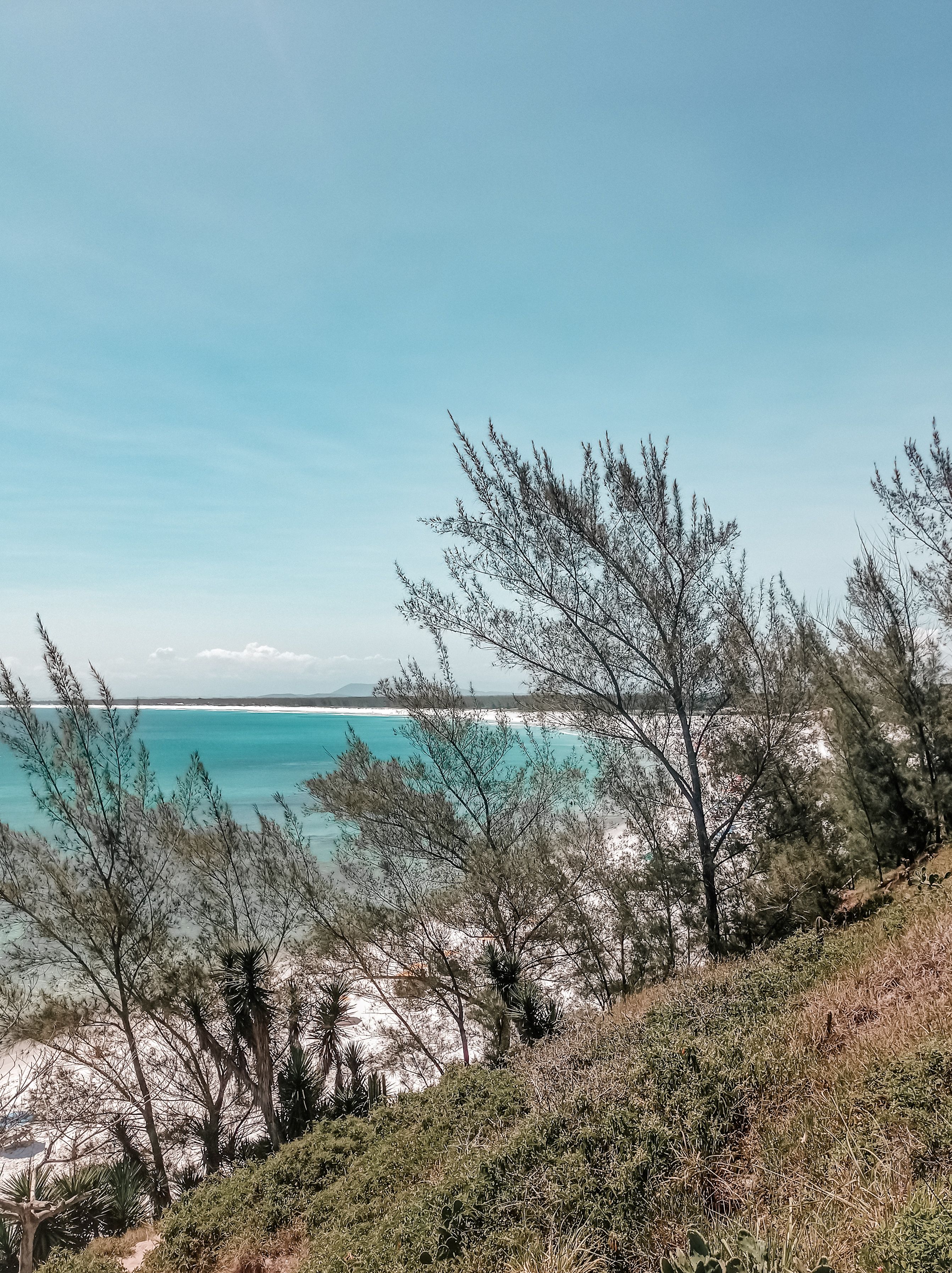 Green Trees Near the Ocean · Free Stock Photo