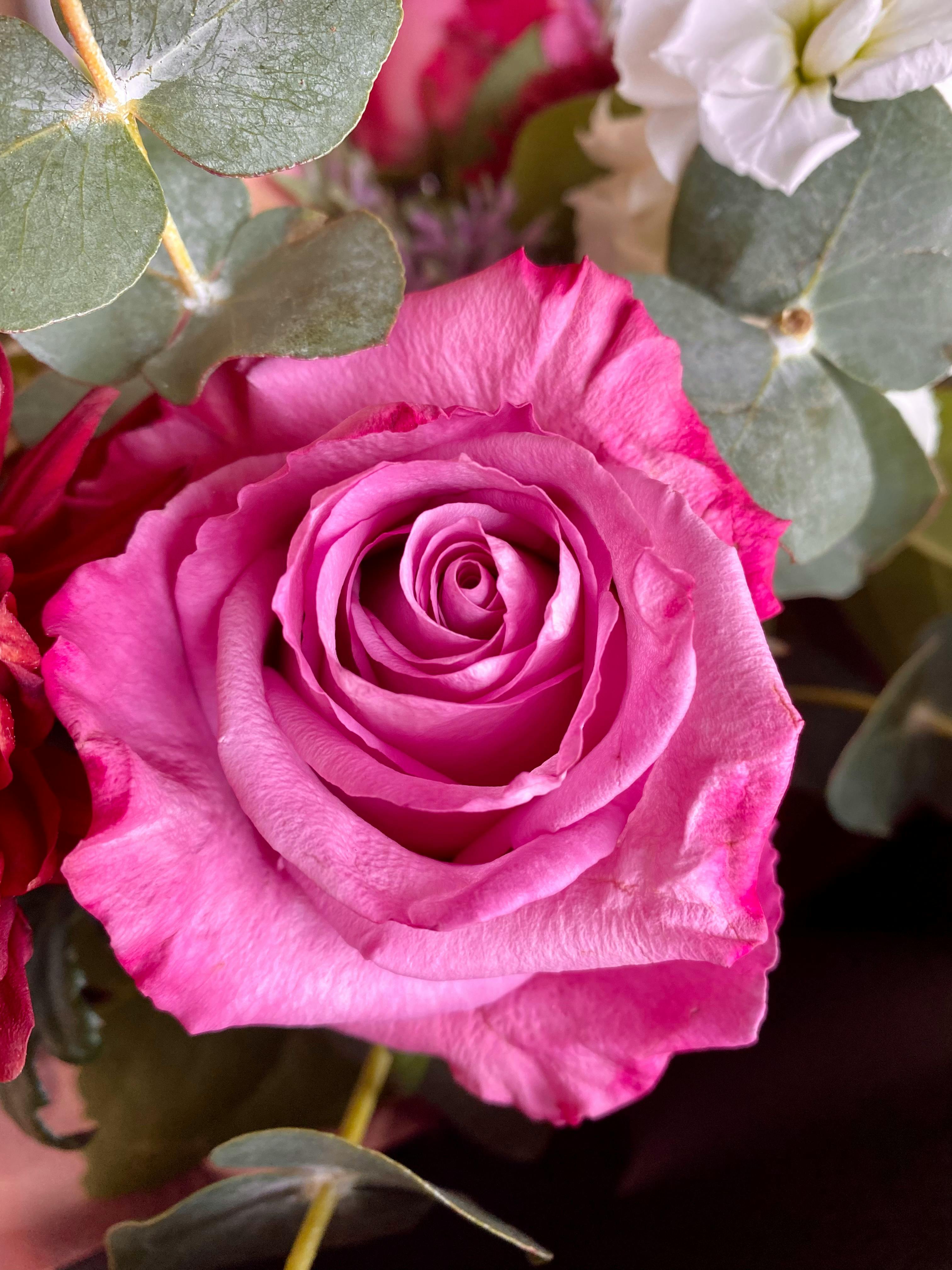 Pink Rose in Bloom · Free Stock Photo