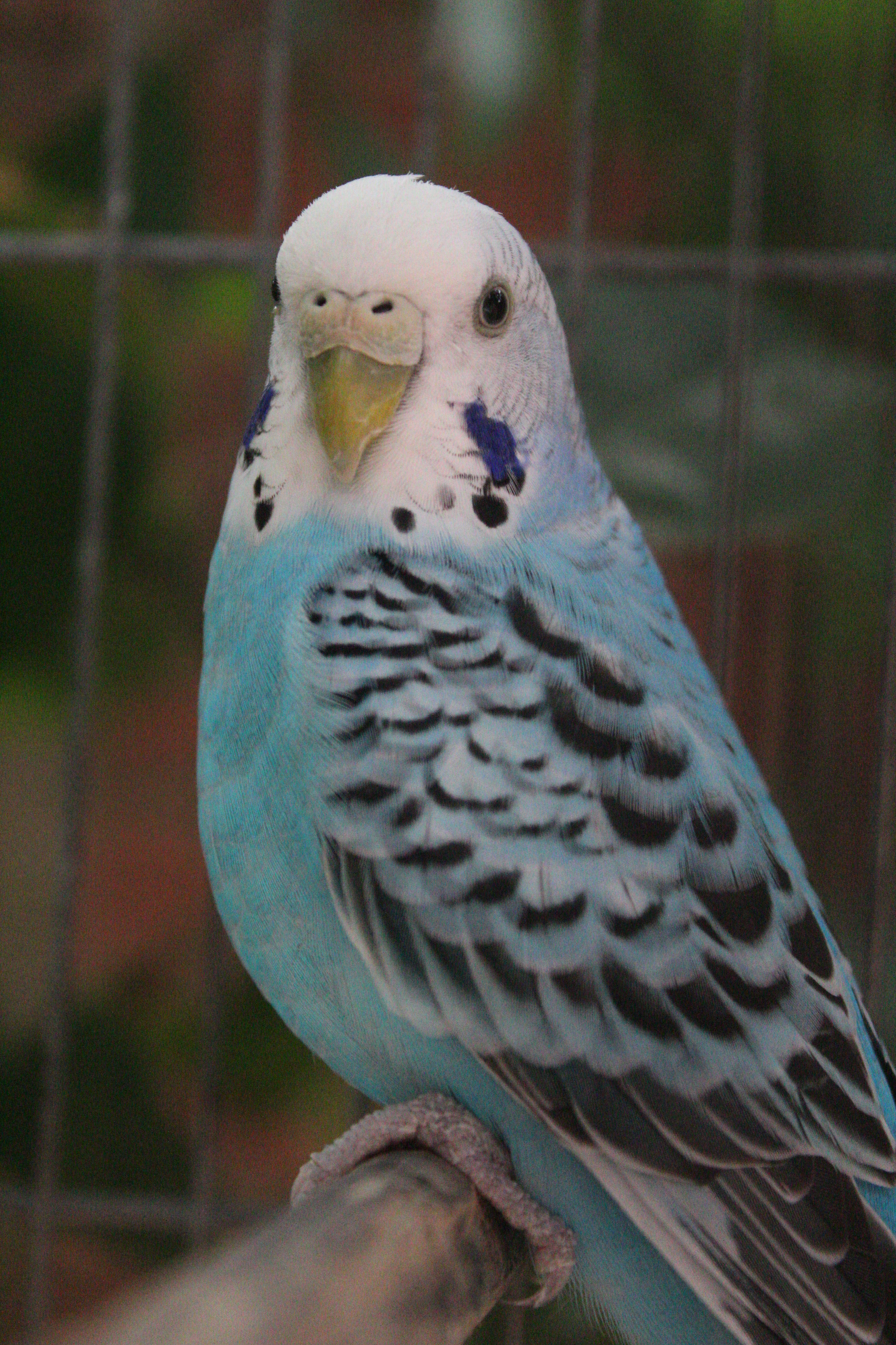 A Blue Parakeet in a Cage · Free Stock Photo
