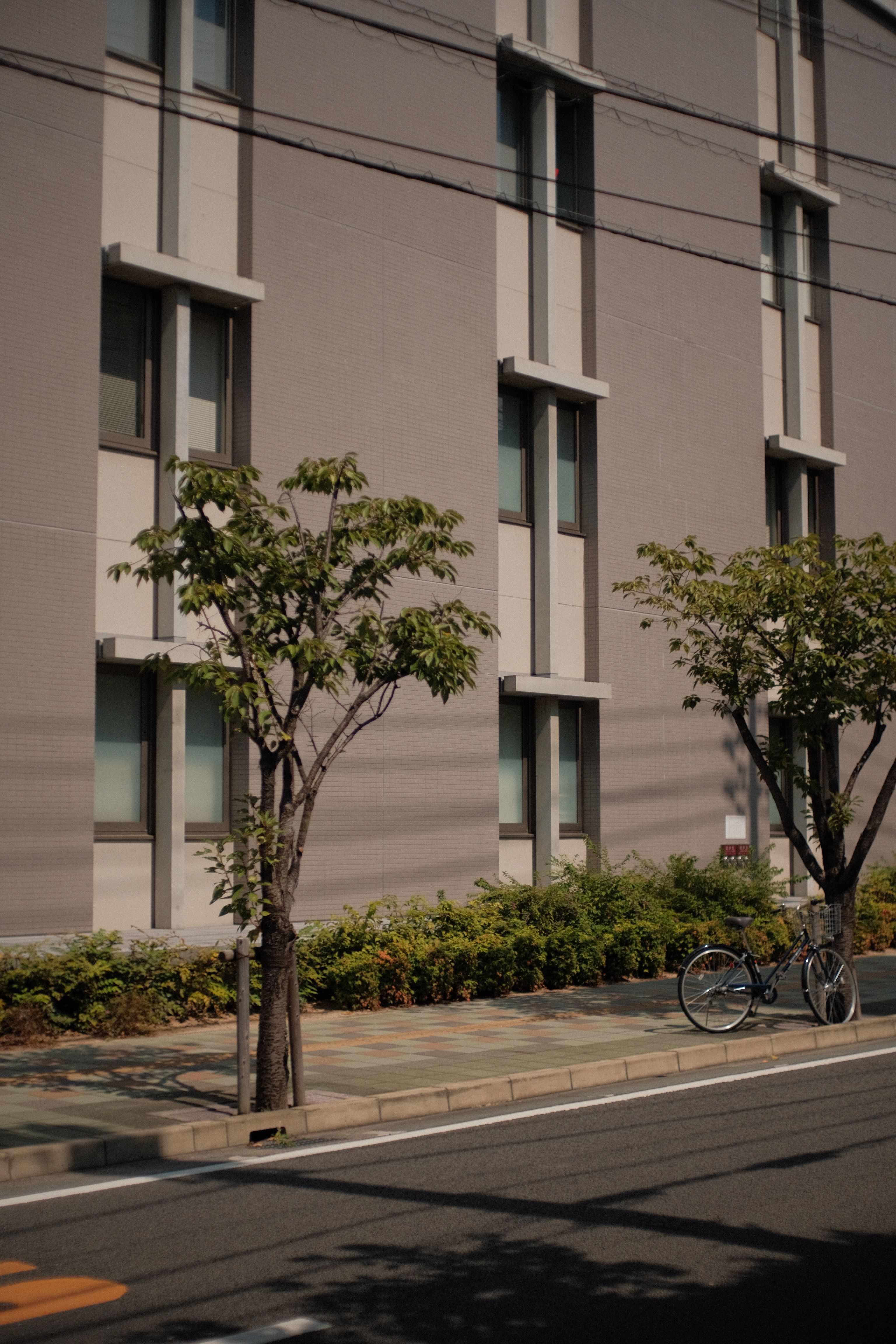 Green Trees Beside the Road · Free Stock Photo