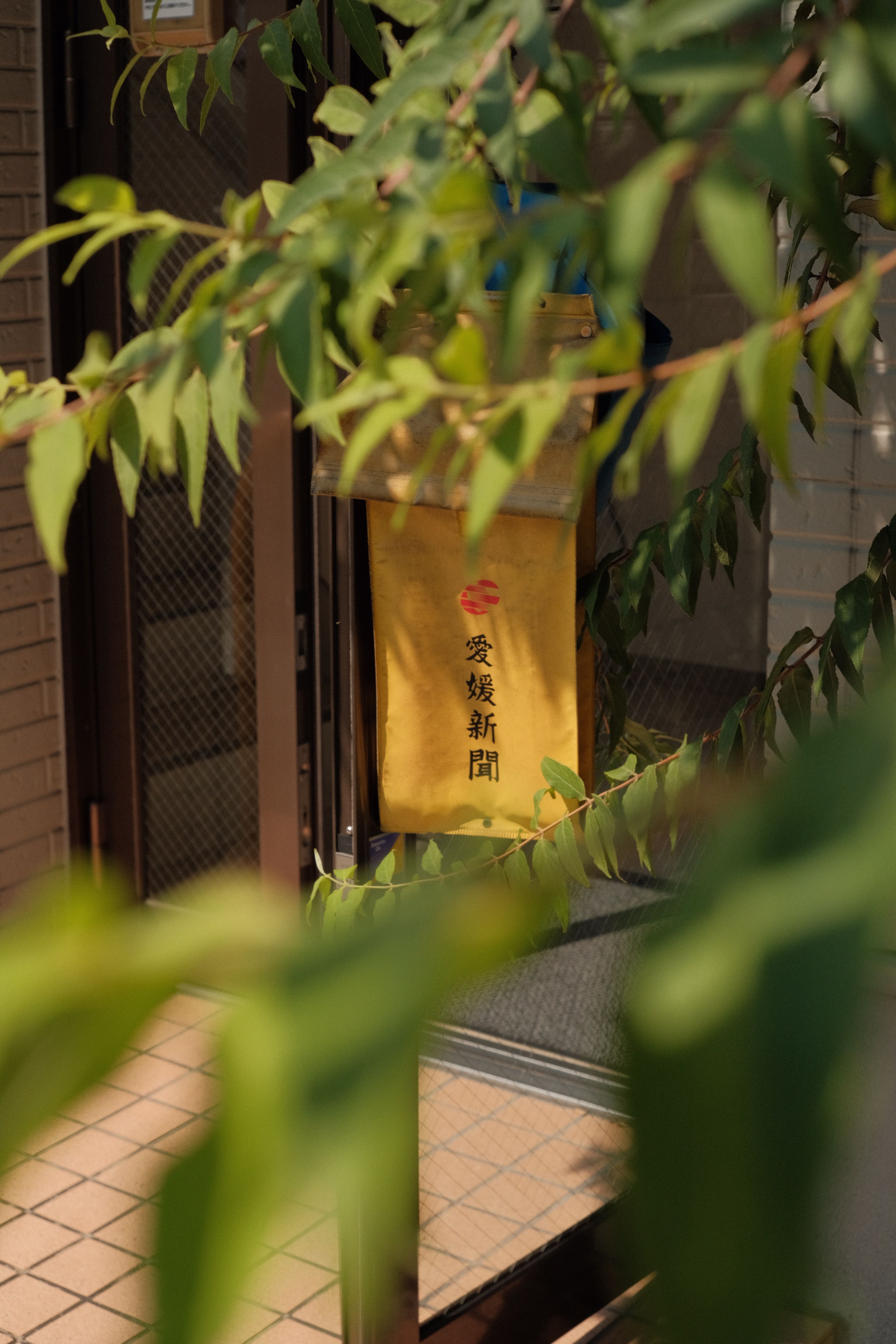 Chinese Leaves Photos, Download The BEST Free Chinese Leaves Stock ...