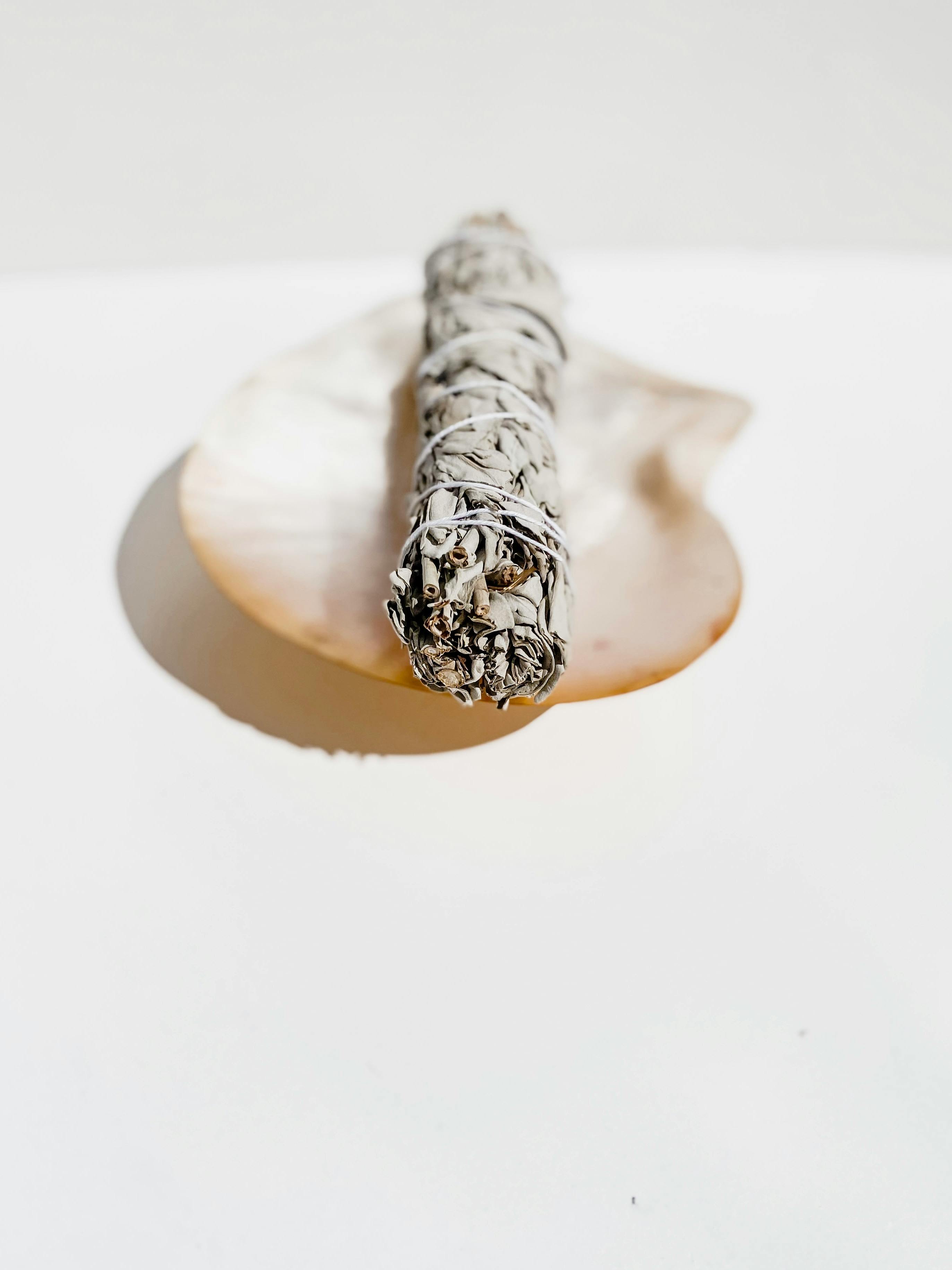 A Sage on a Clam Shell · Free Stock Photo