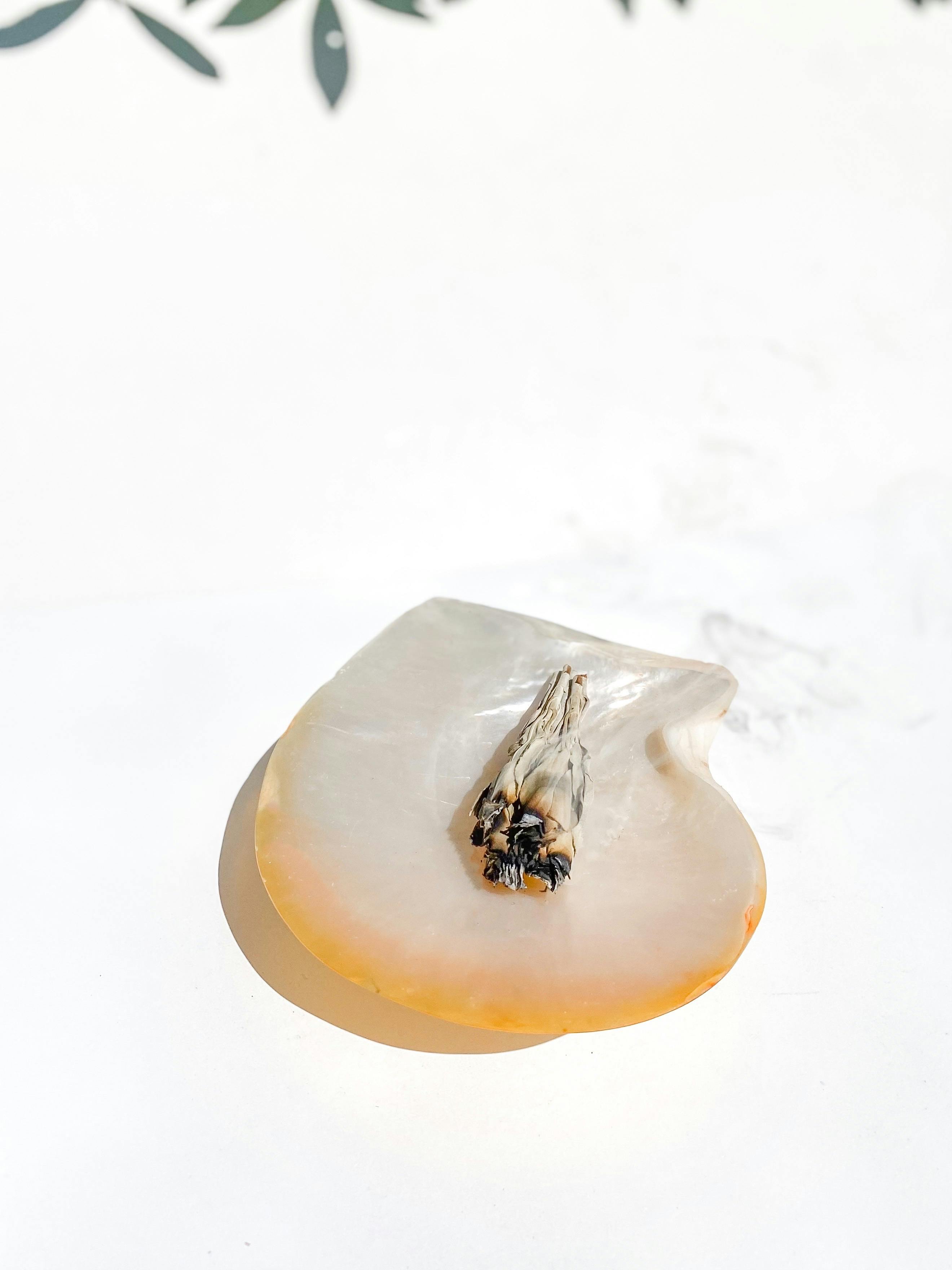 Blue Powder and Seashells · Free Stock Photo