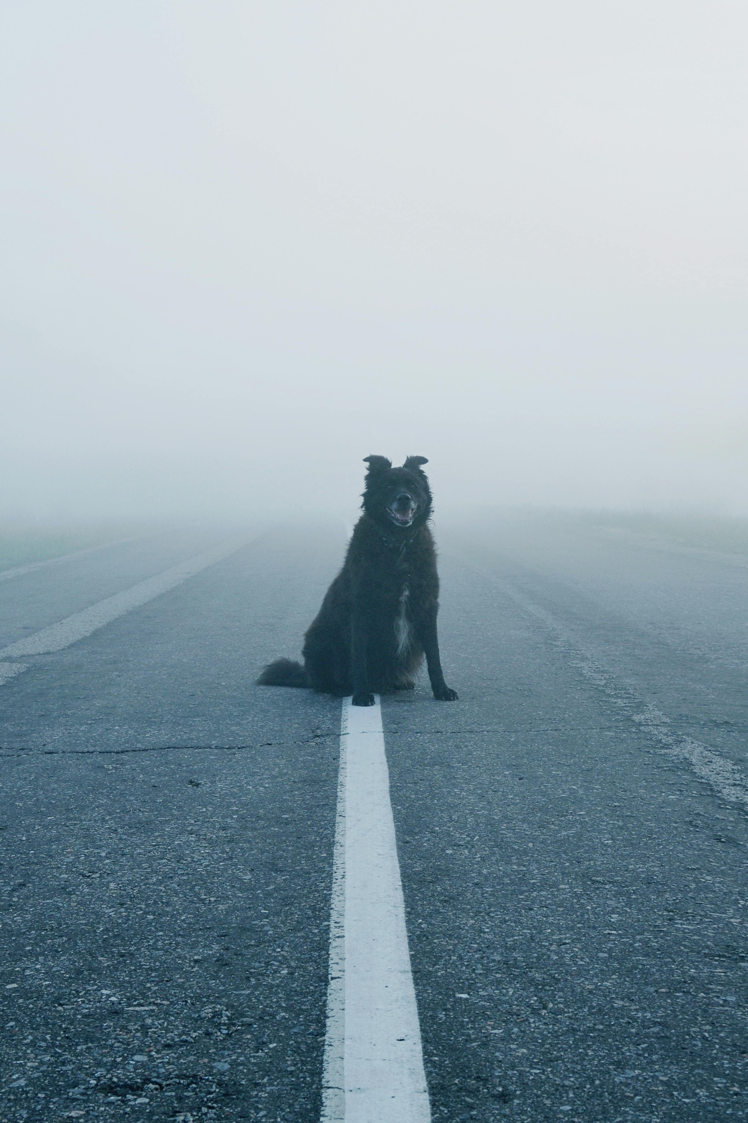 Indian Stray Dog Photos, Download The BEST Free Indian Stray Dog Stock ...