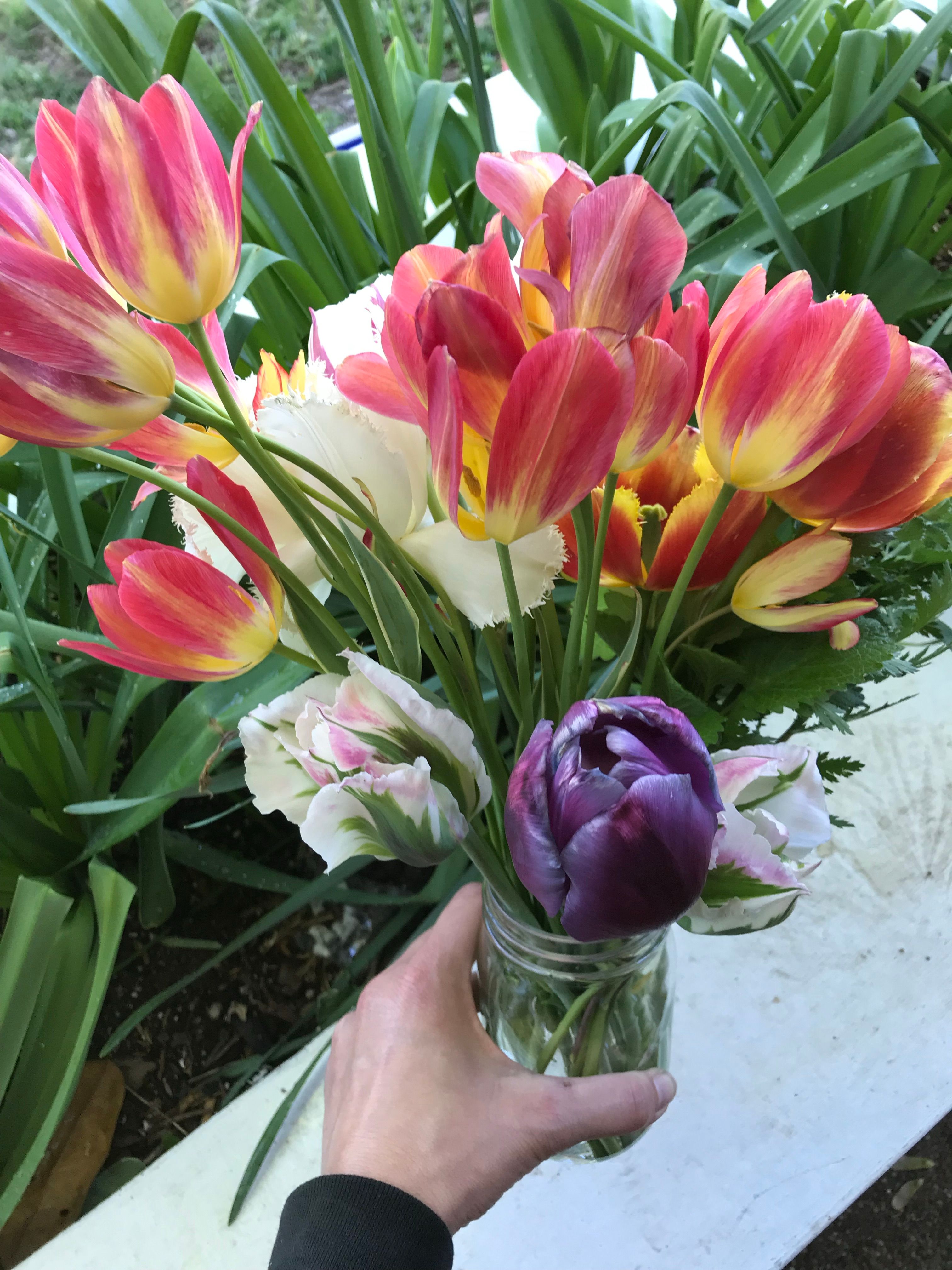 Person Handing Over a Flower · Free Stock Photo