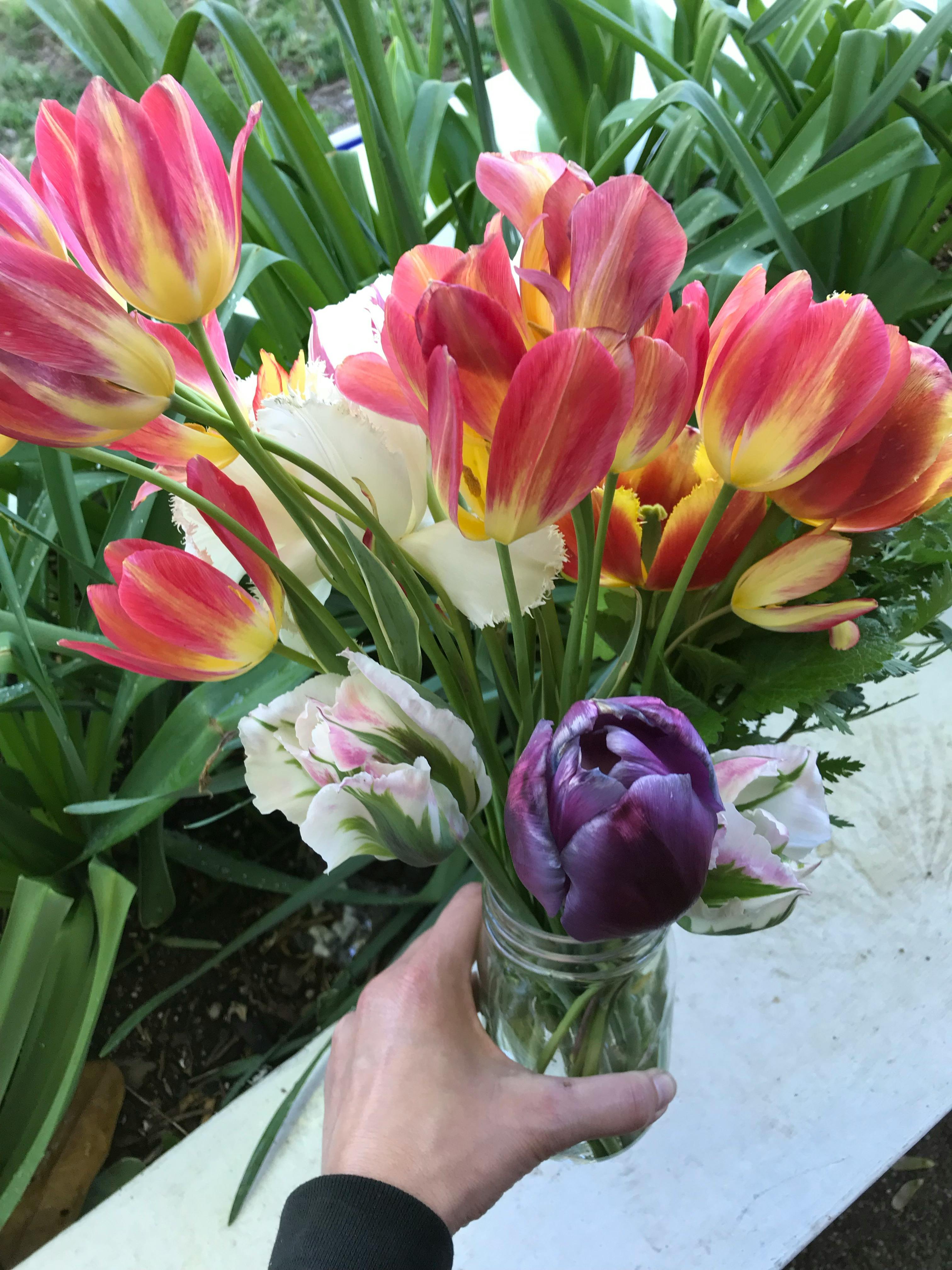 Person Handing Over a Flower · Free Stock Photo