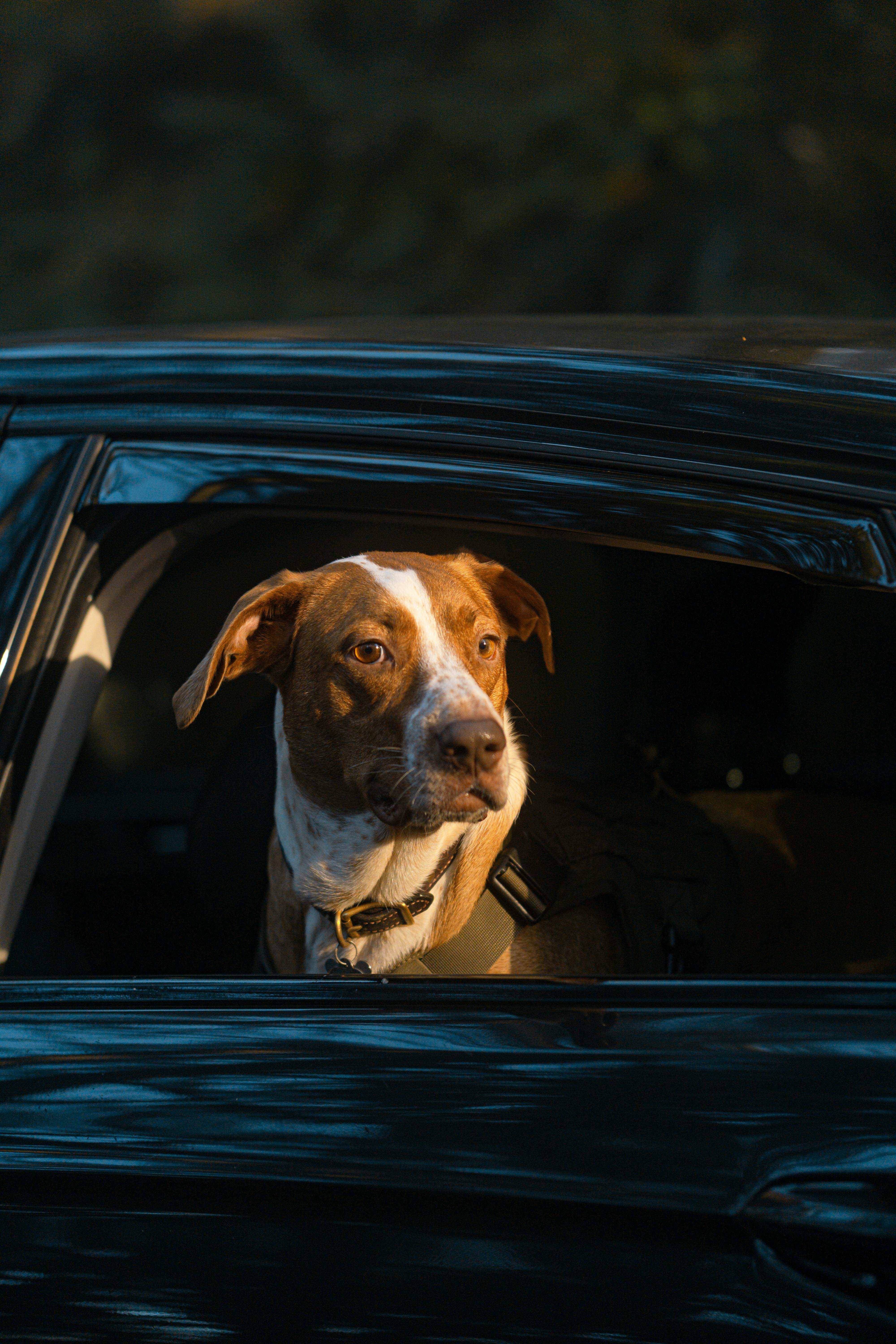 Cute Happy Dog in Car · Free Stock Photo