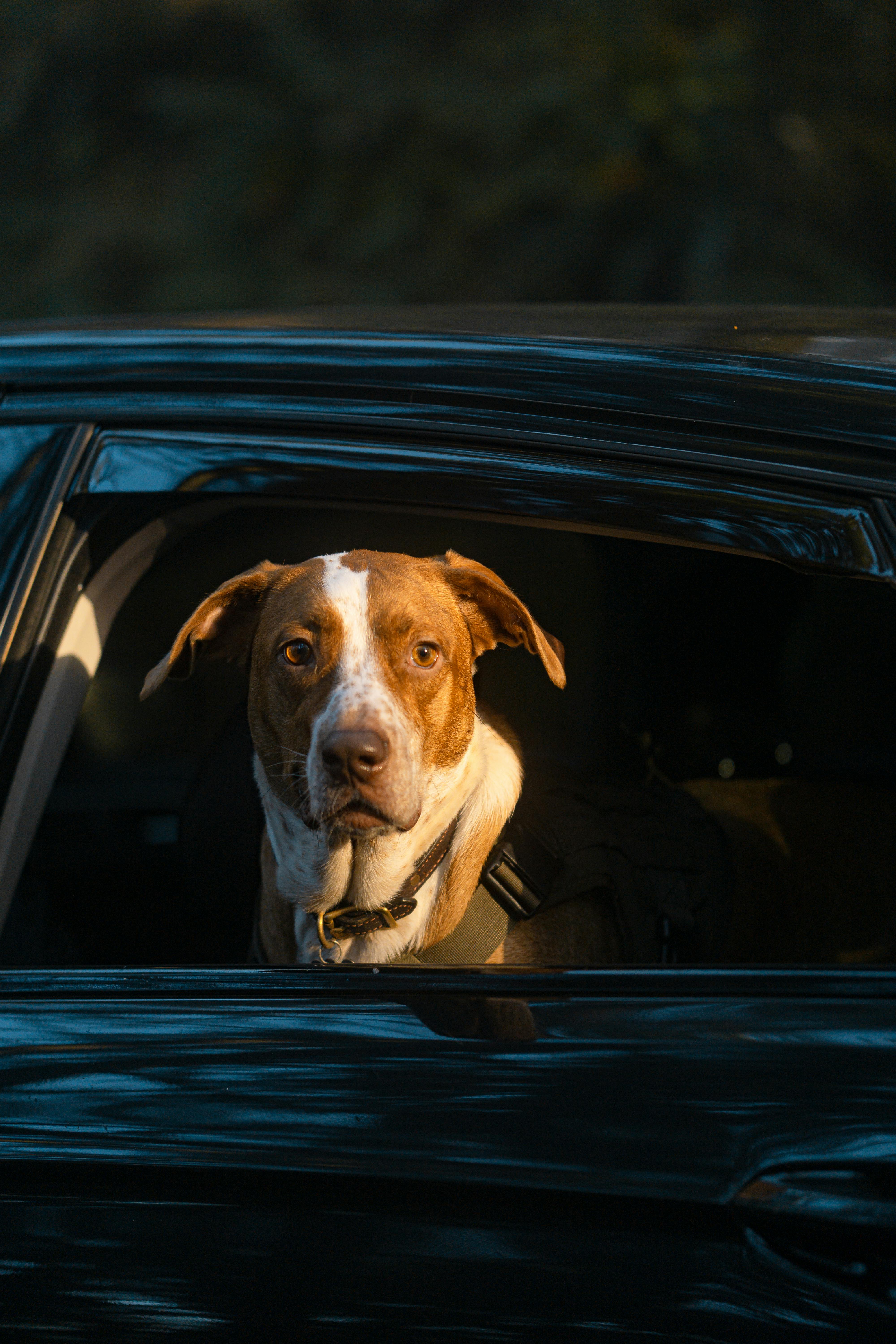 Brown and White Dog Sitting Inside the Car · Free Stock Photo