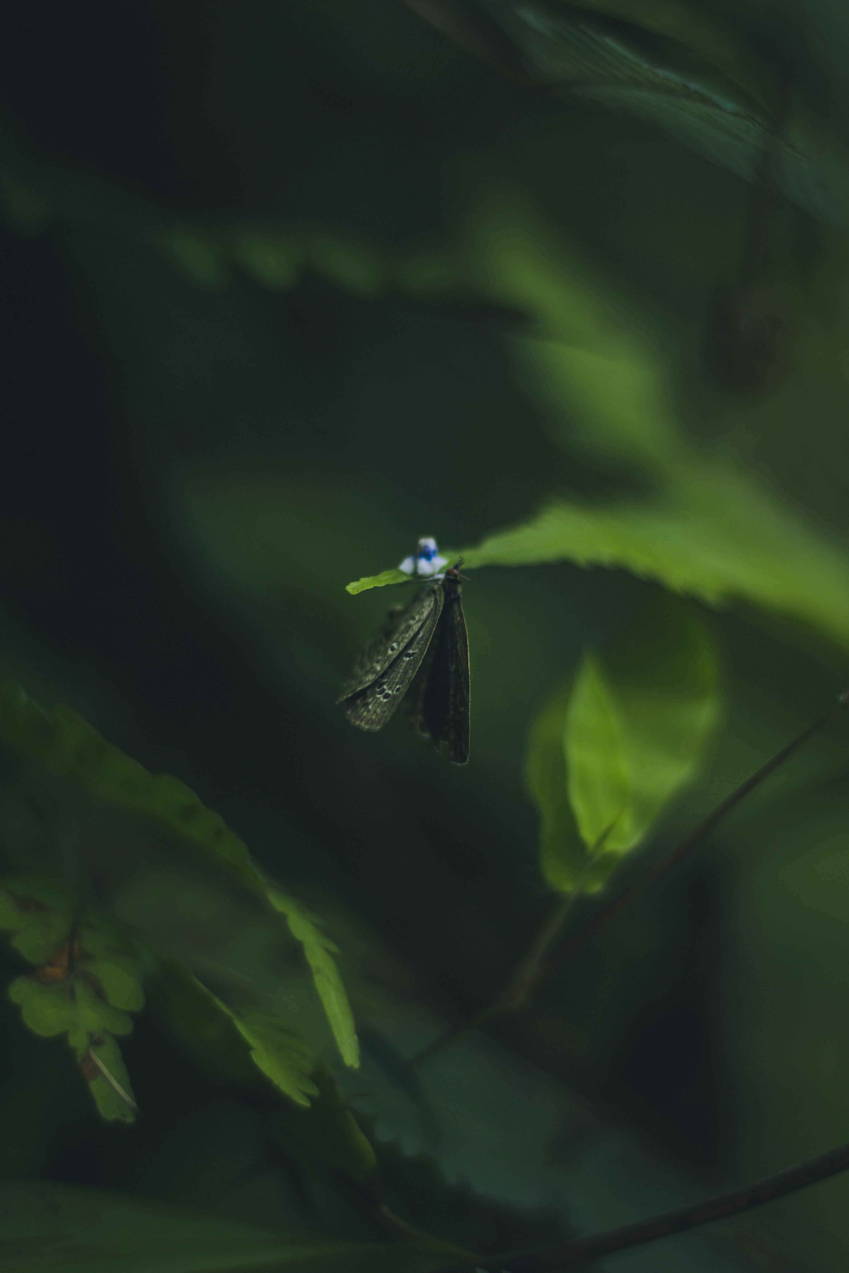 White Butterflies Flying · Free Stock Photo