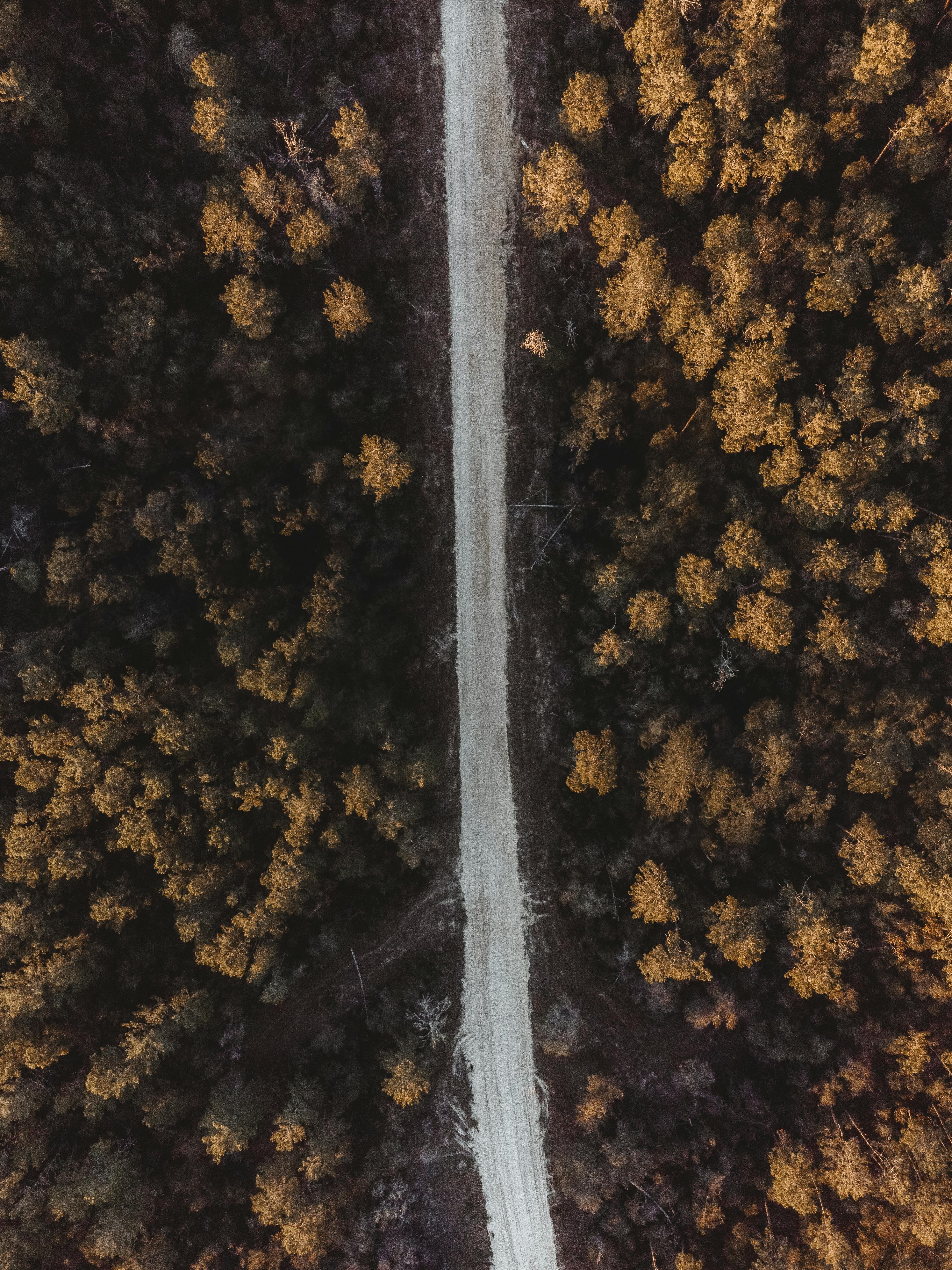 Aerial Shot of a Road In Between Trees During Autumn Season · Free ...