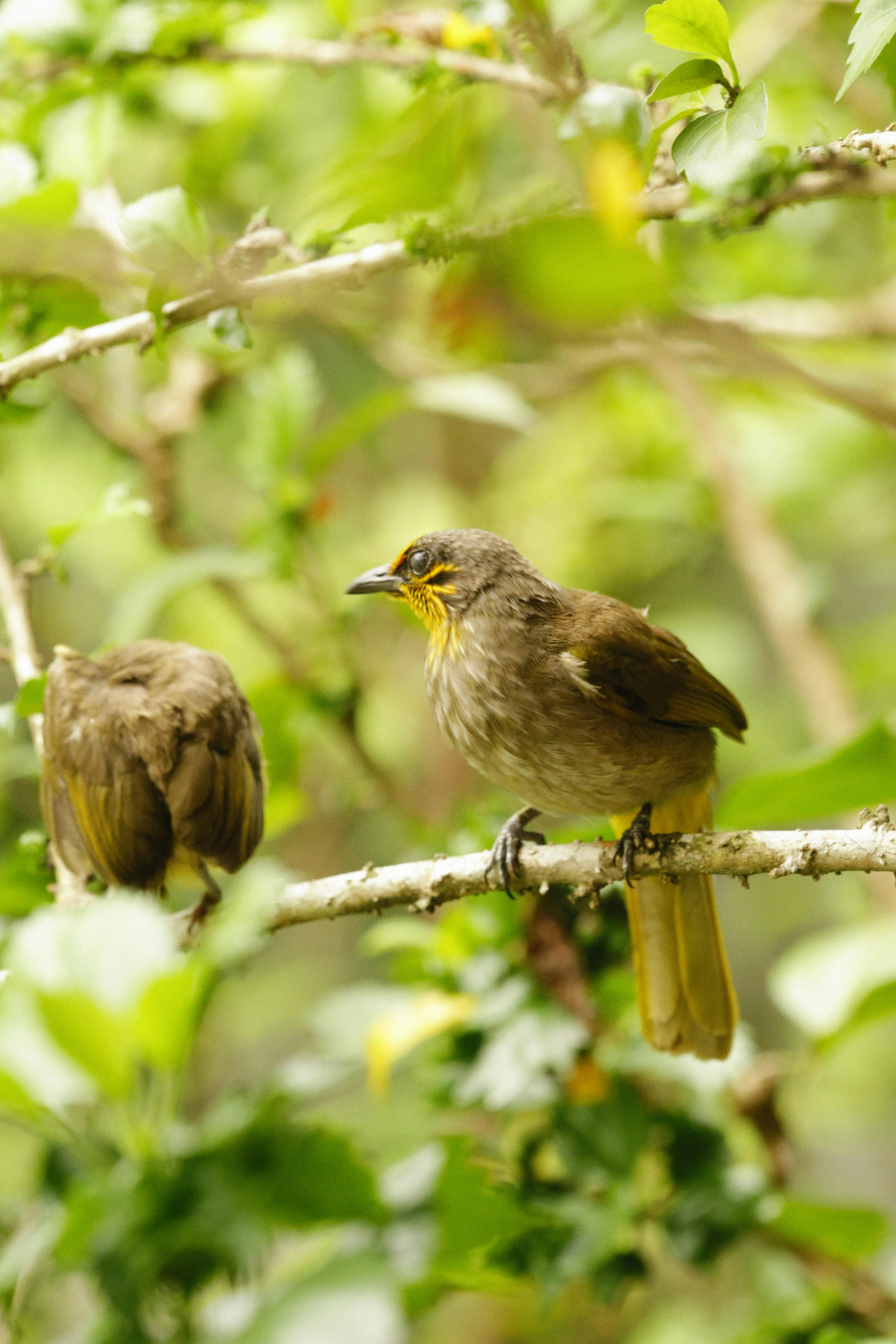 A Close-Up Shot of a Light-Vented Bulbul · Free Stock Photo