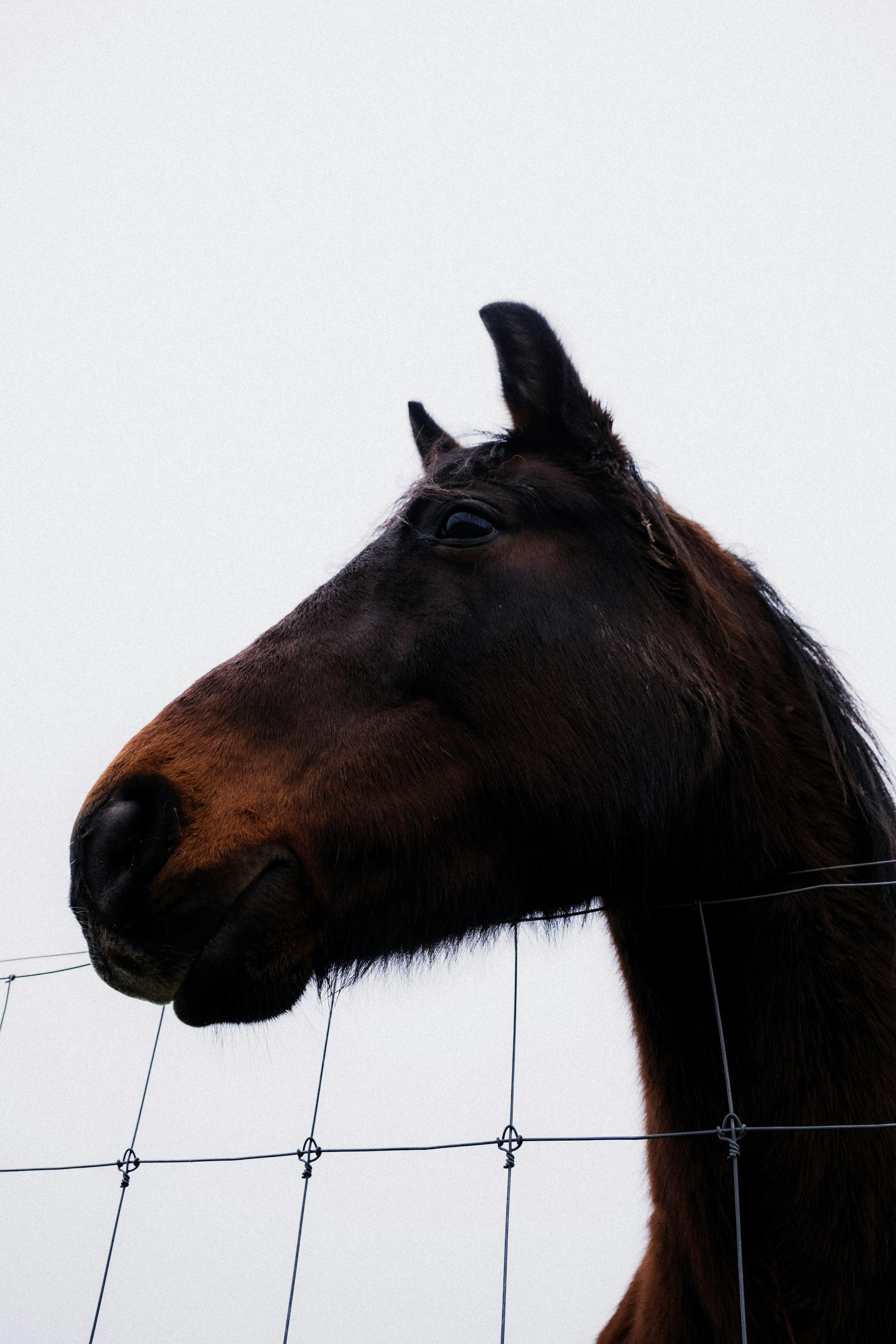 Horse Head over Fence · Free Stock Photo