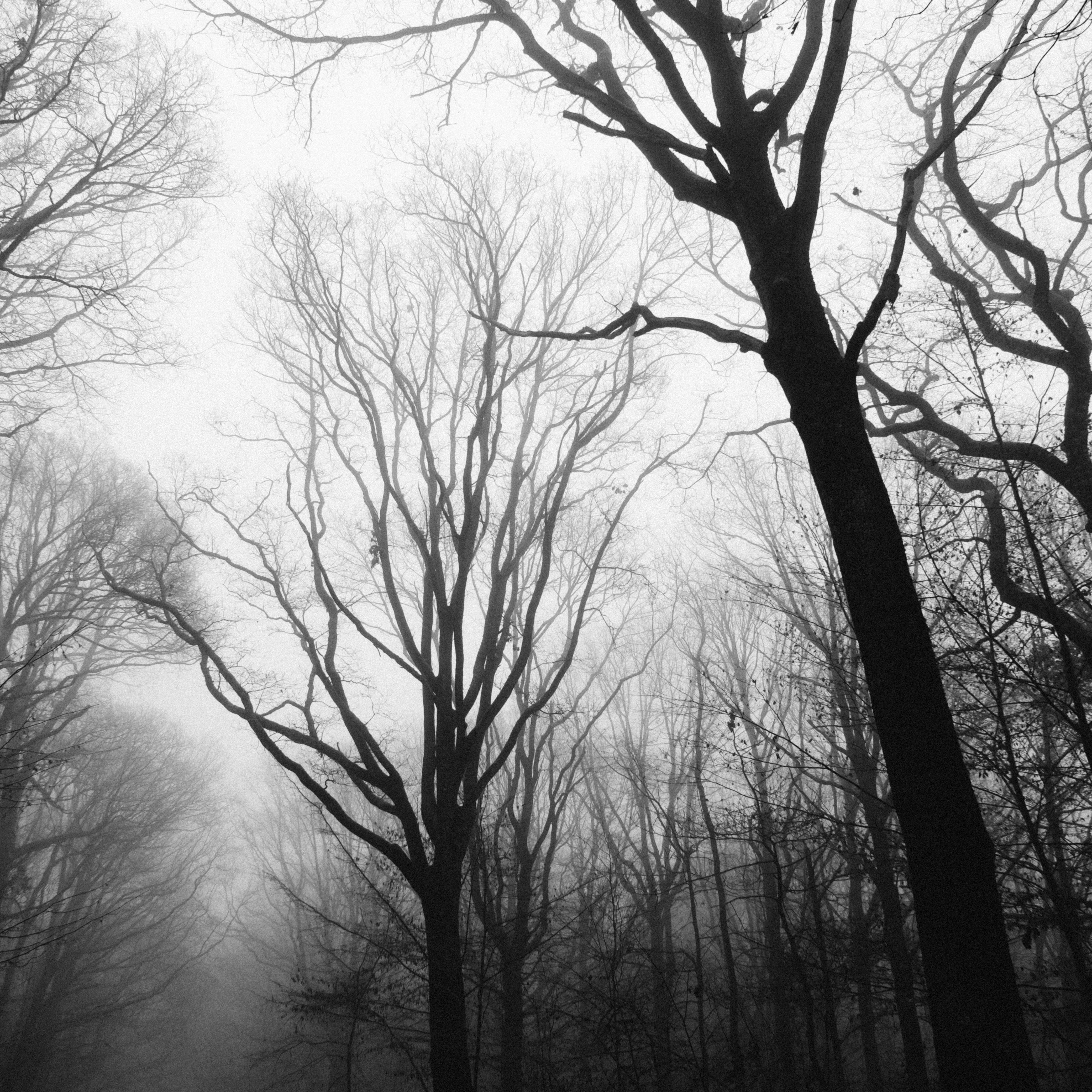 Gray Scale Photography of Trees Surrounded by Body of Water · Free ...