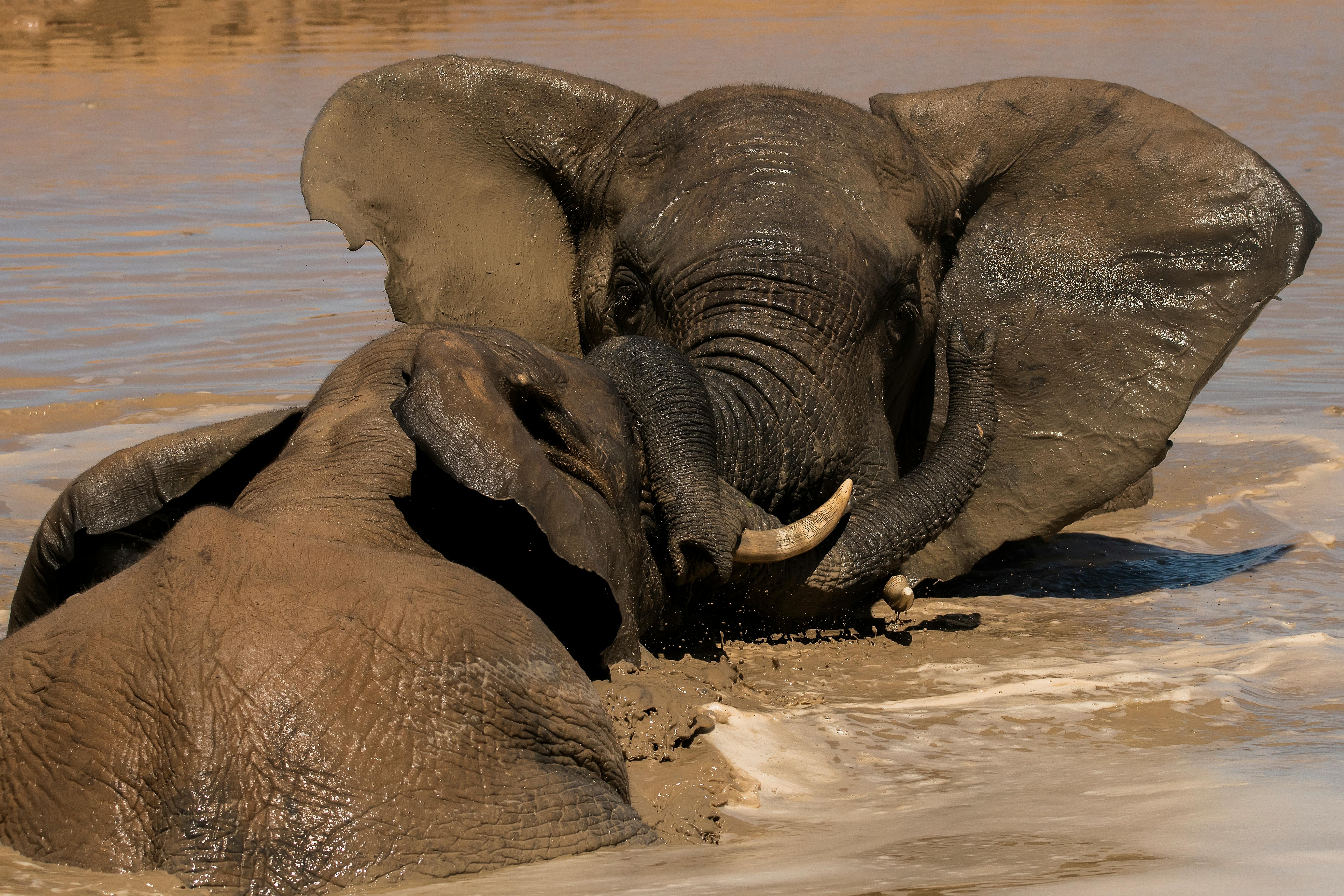 African Elephants Fighting in River · Free Stock Photo