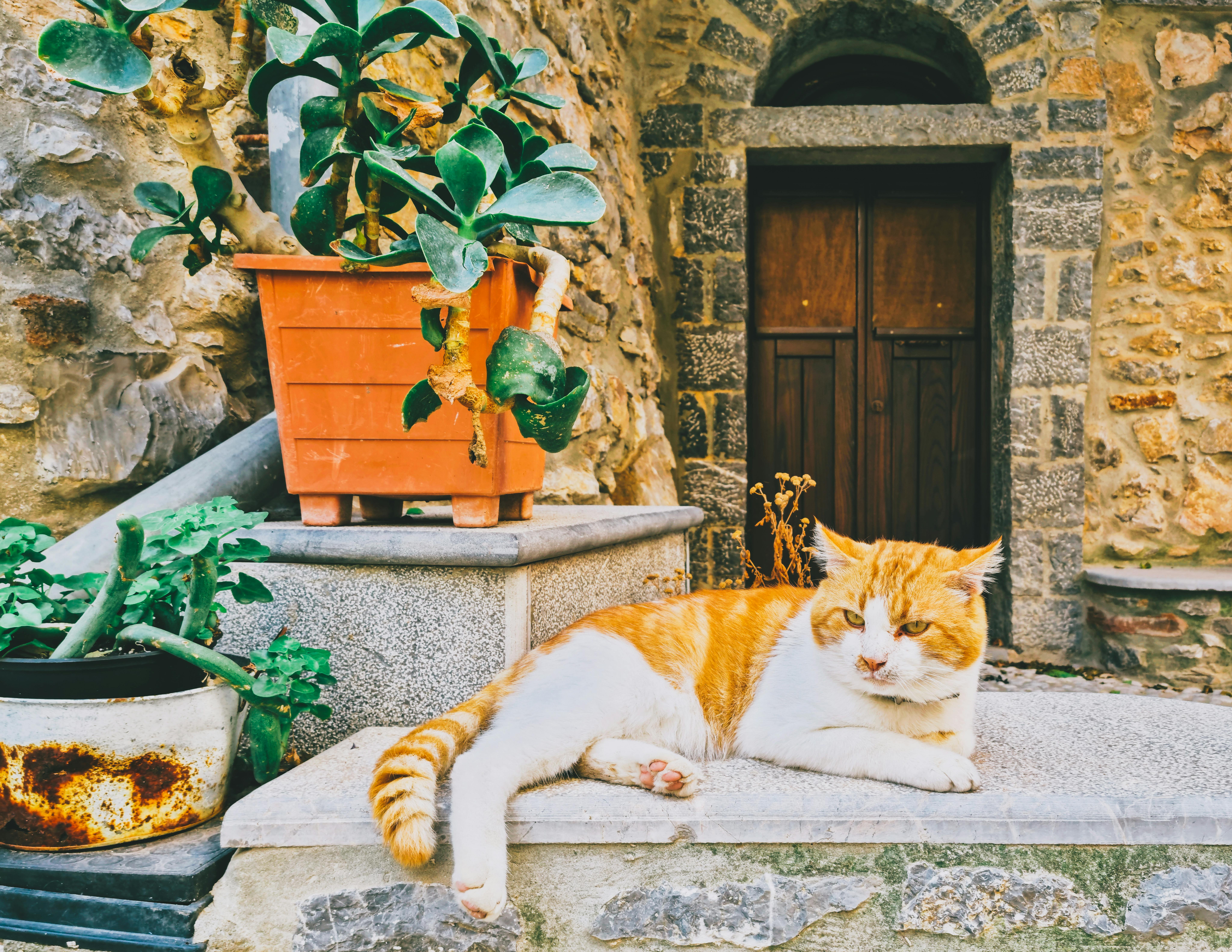 แมว. Cat Crete Photos, Download The BEST Free แมว. Cat Crete Stock ...