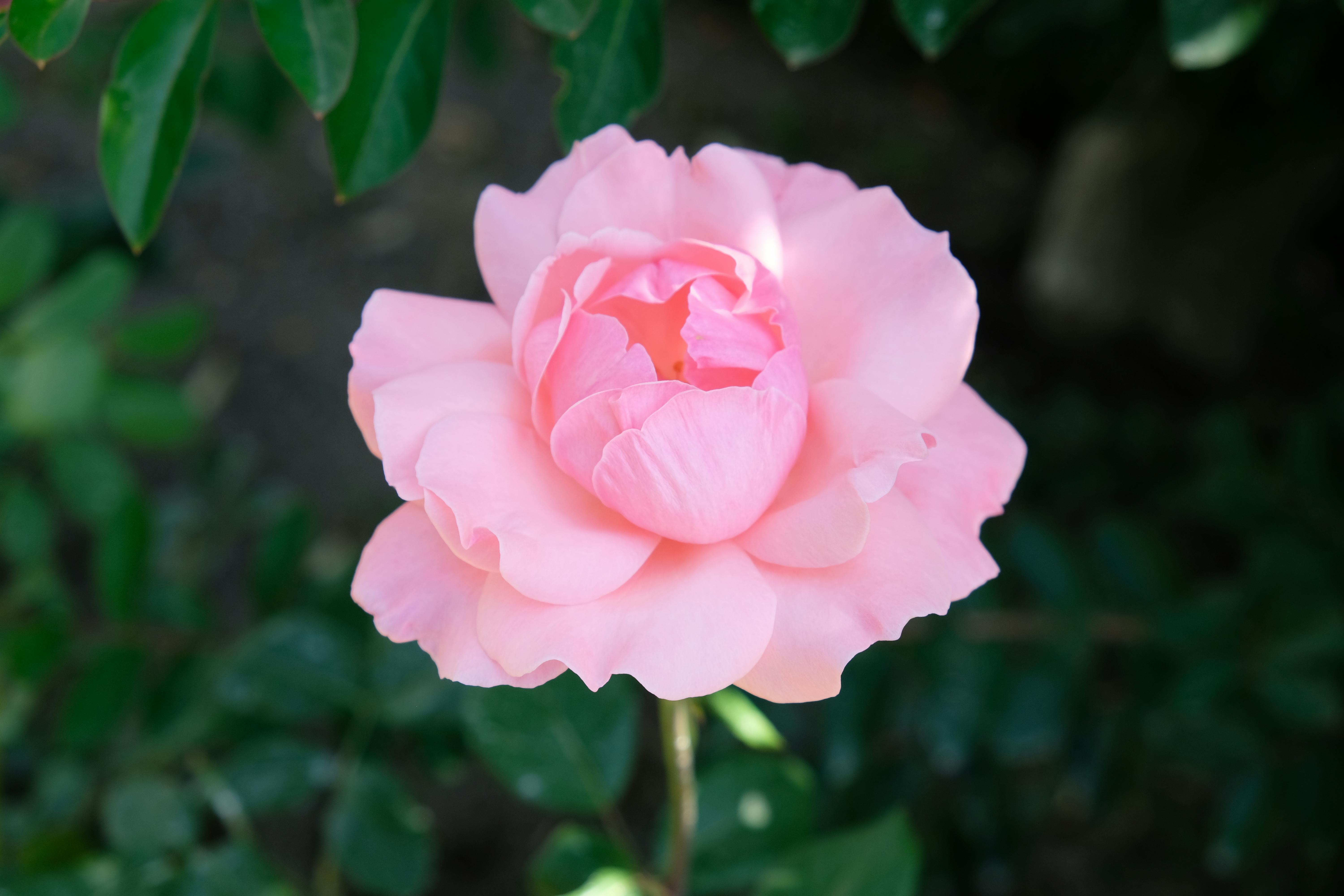 Pink Rose in Bloom · Free Stock Photo