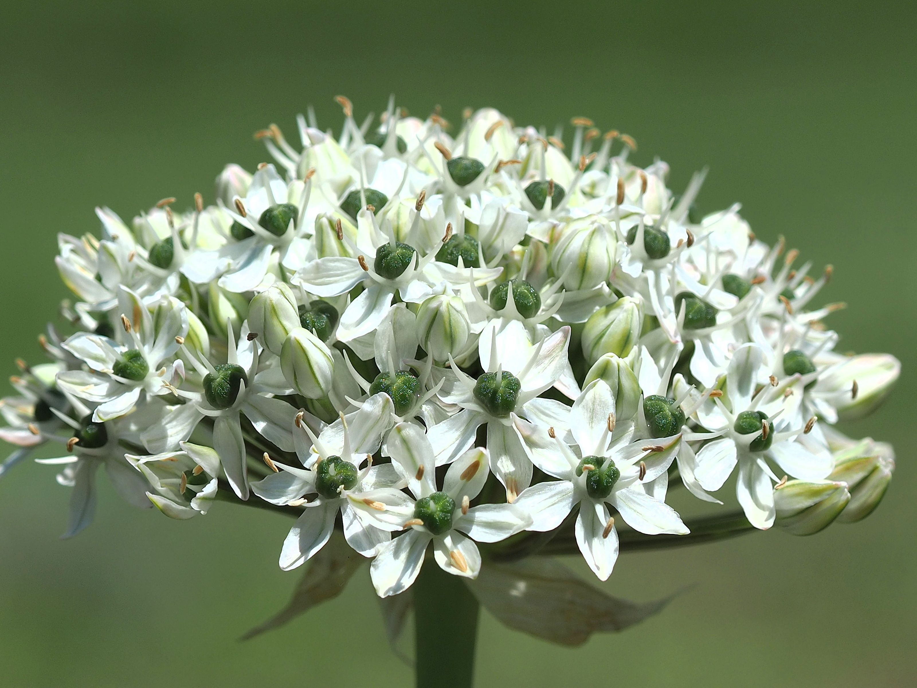 Onion Blooming in Ground Next to Pipe · Free Stock Photo