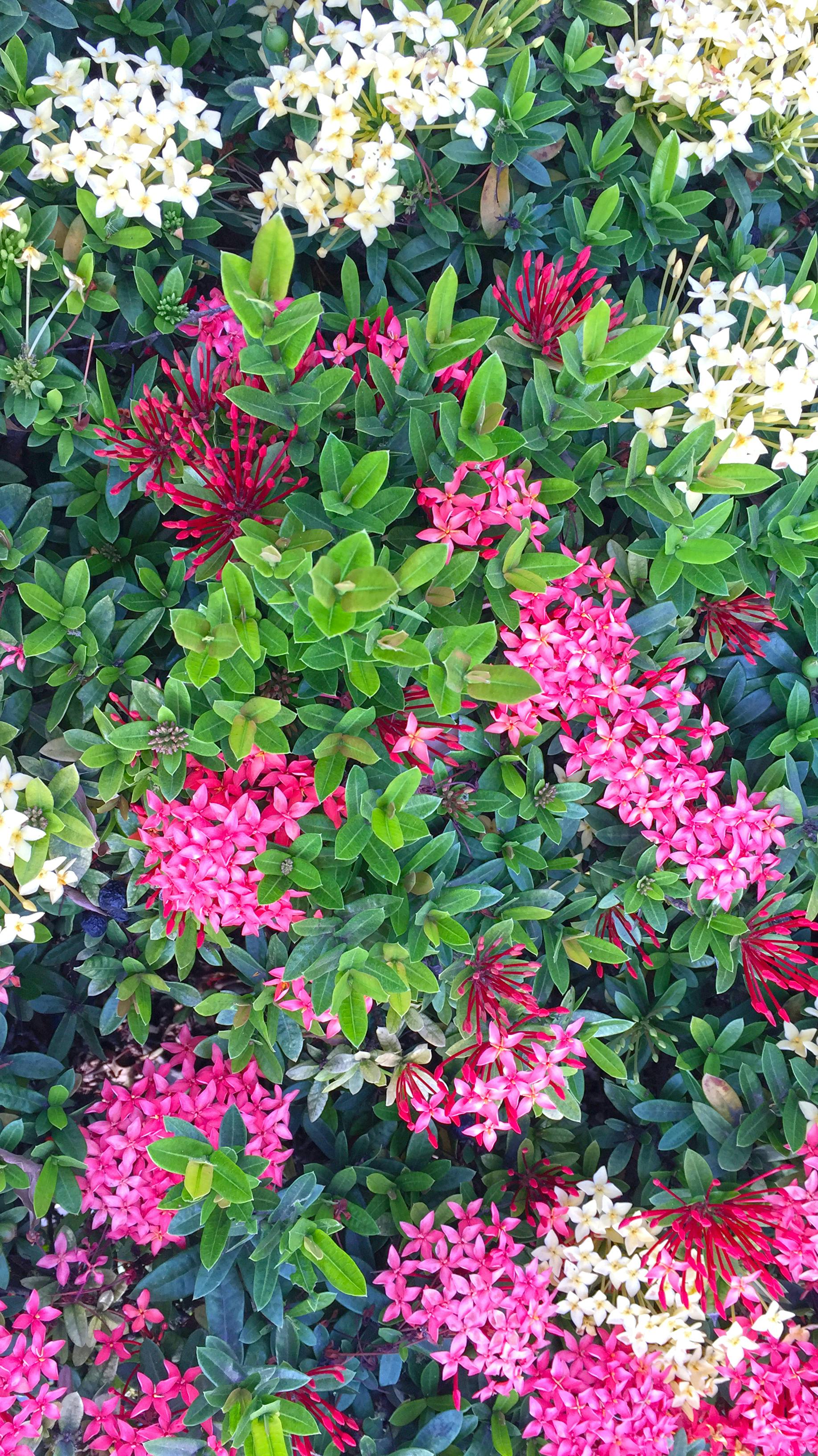 Flowers Geraniums Photos, Download The BEST Free Flowers Geraniums ...