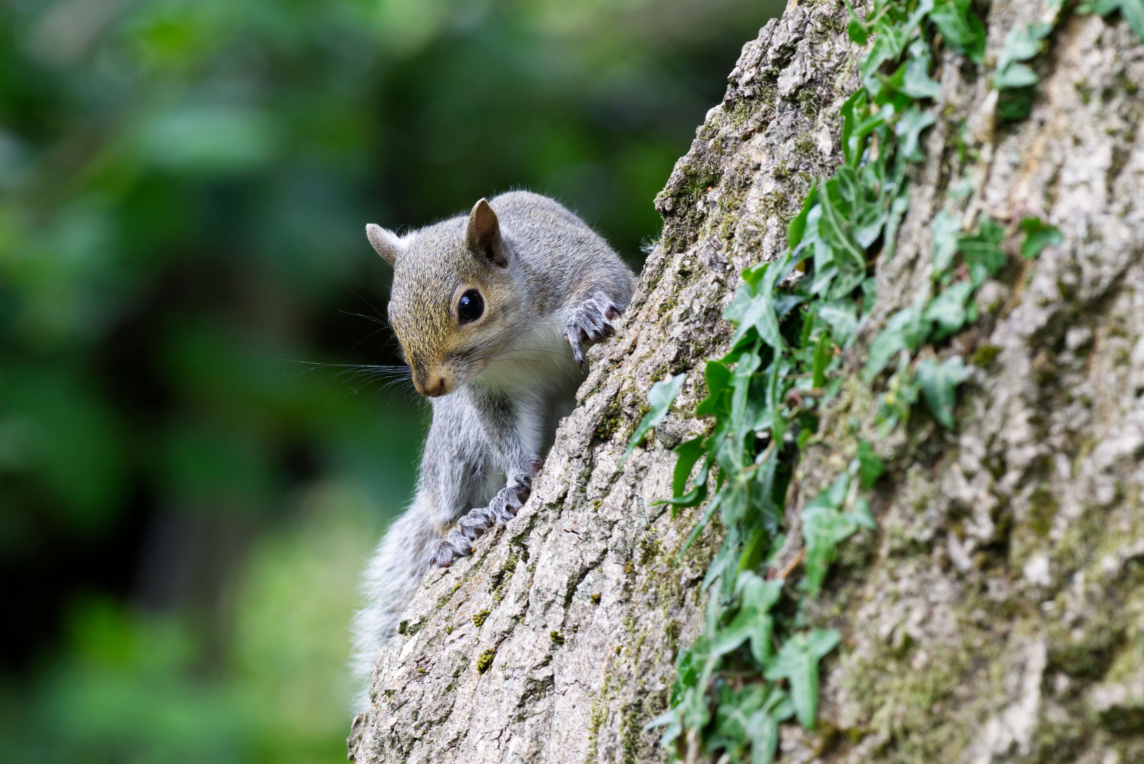 Photo of a Grey Squirrel · Free Stock Photo