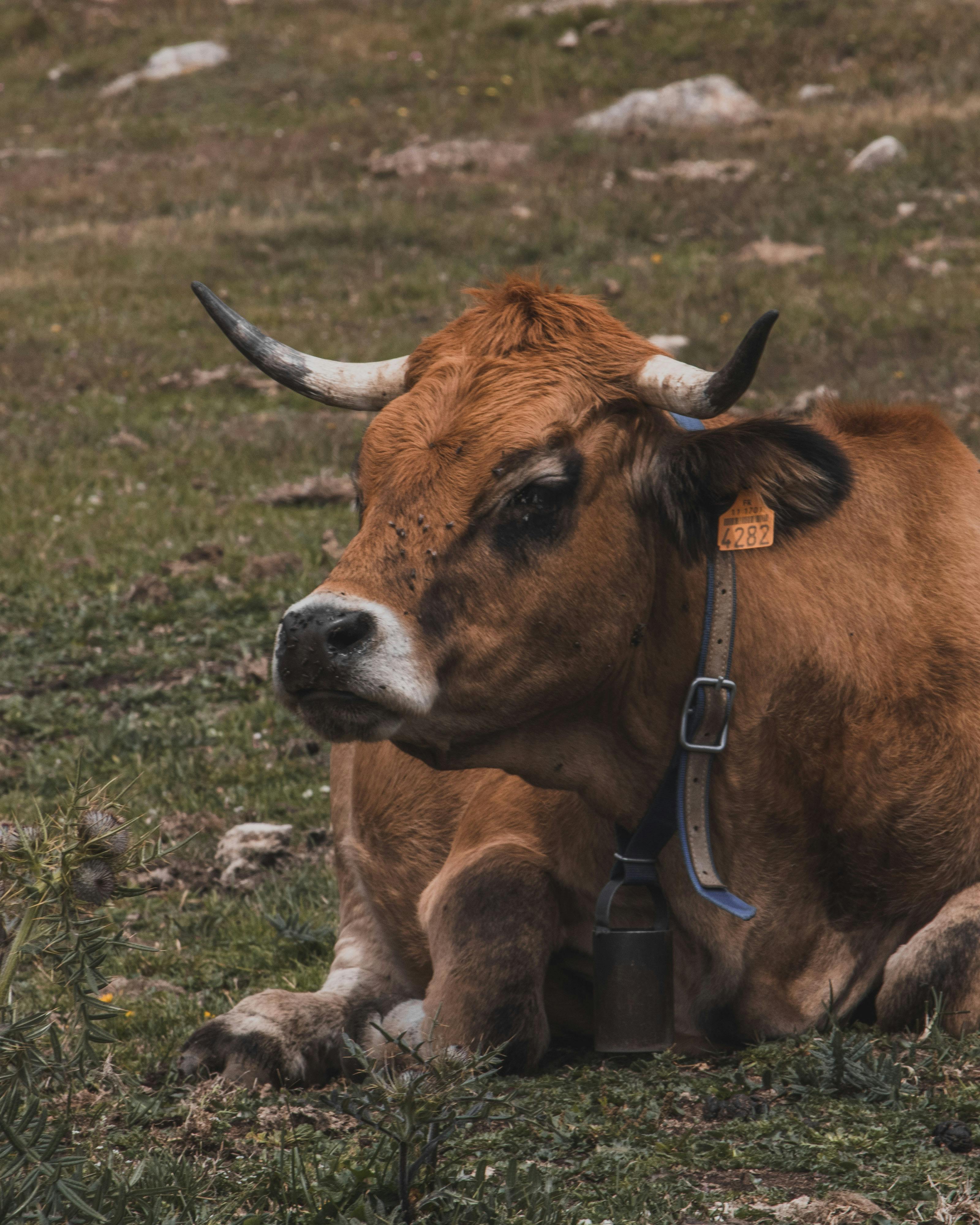 A Cow on a Leash · Free Stock Photo