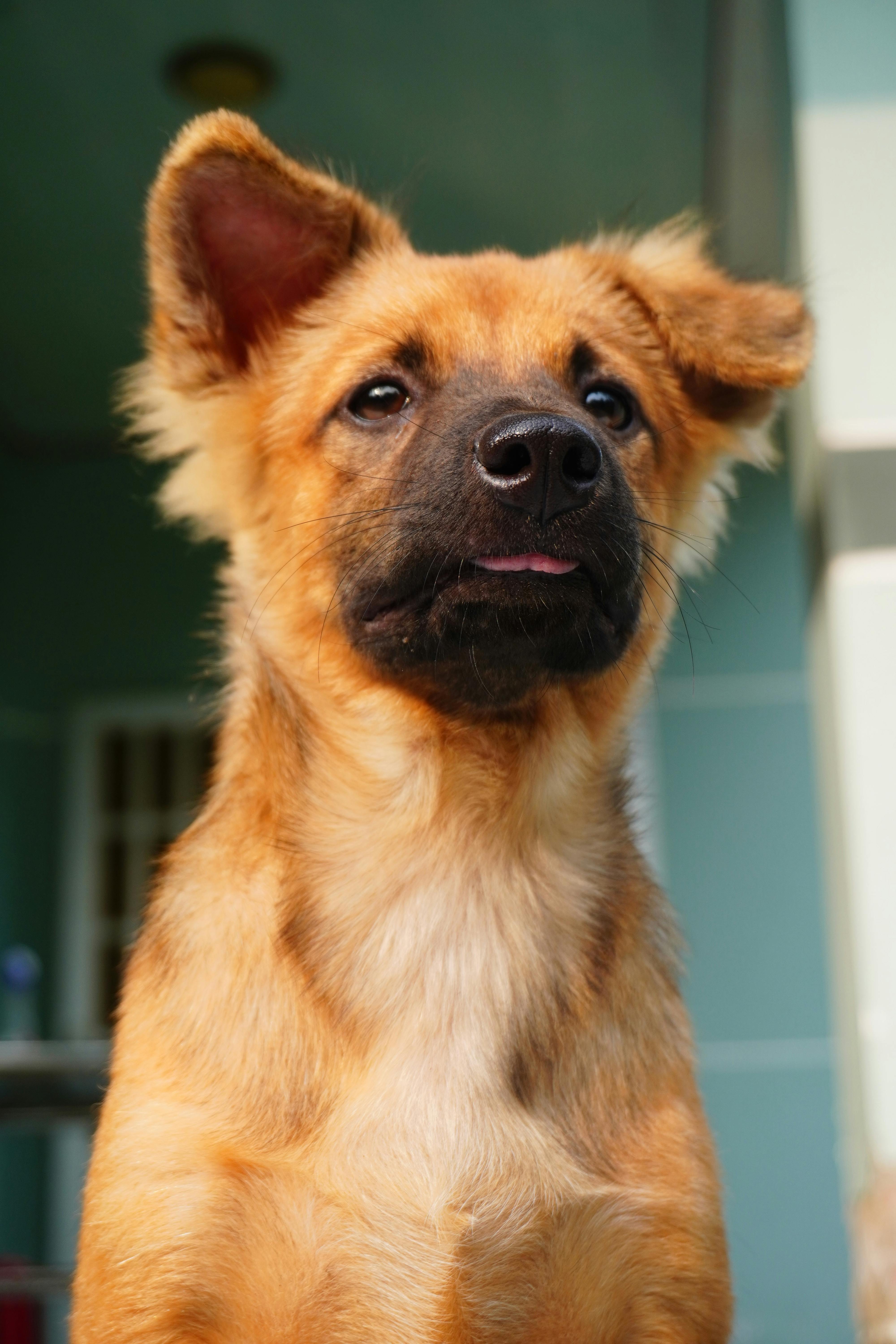 Harzer Photos, Download The BEST Free Harzer Stock Photos & HD Images