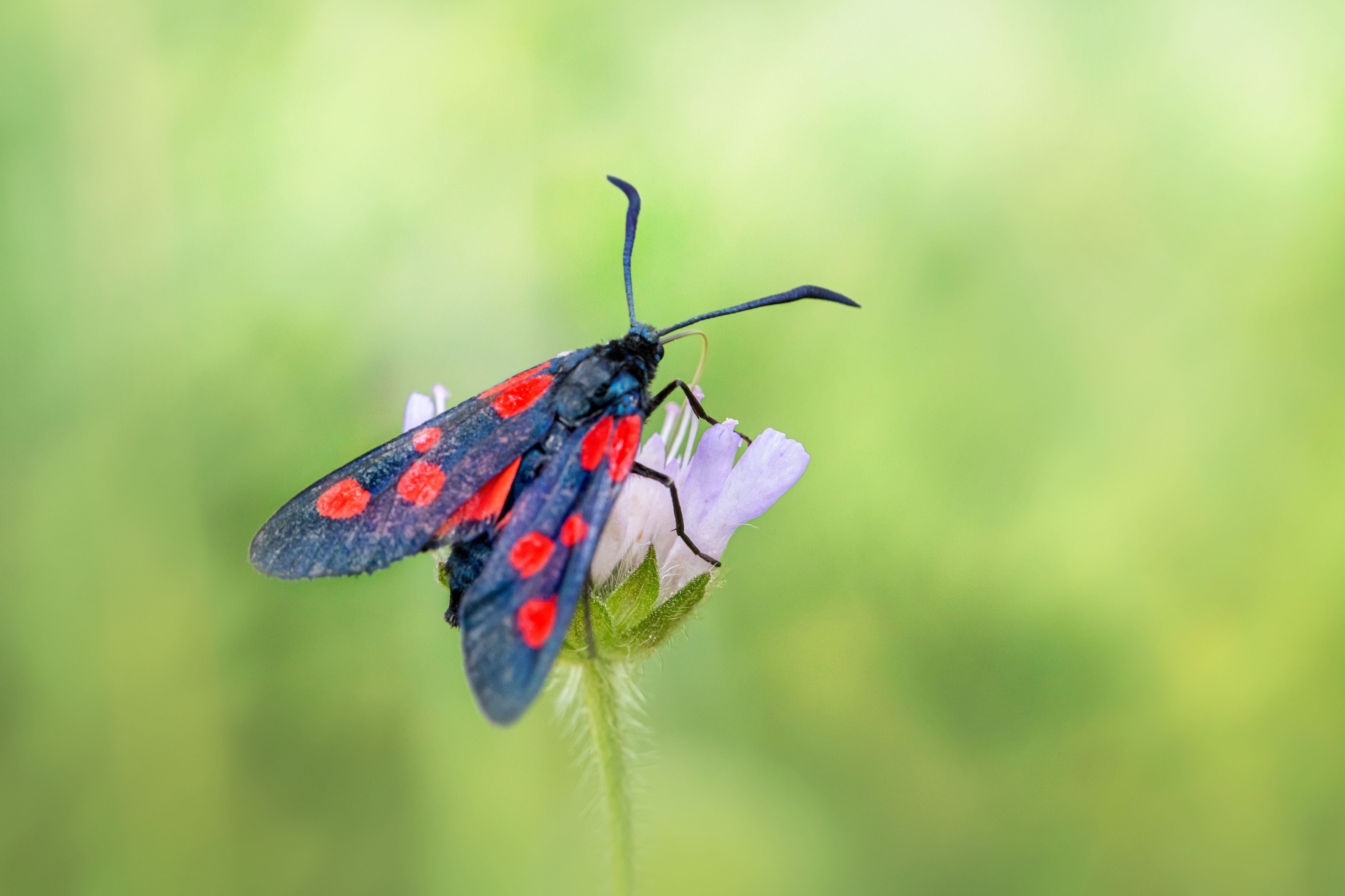 Moth On Flower Photos, Download The BEST Free Moth On Flower Stock ...