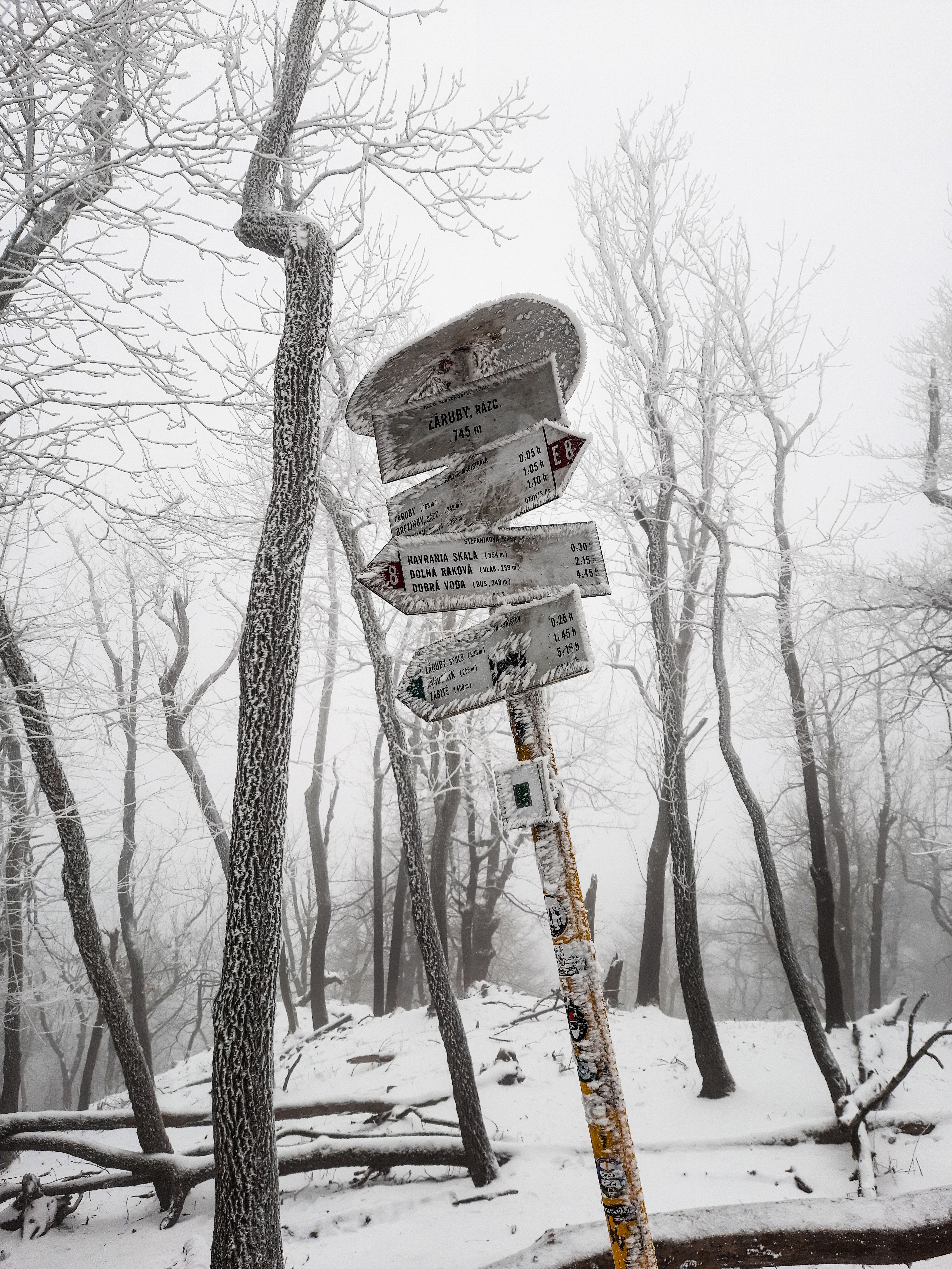 Directional Sign in Snow in Forest · Free Stock Photo