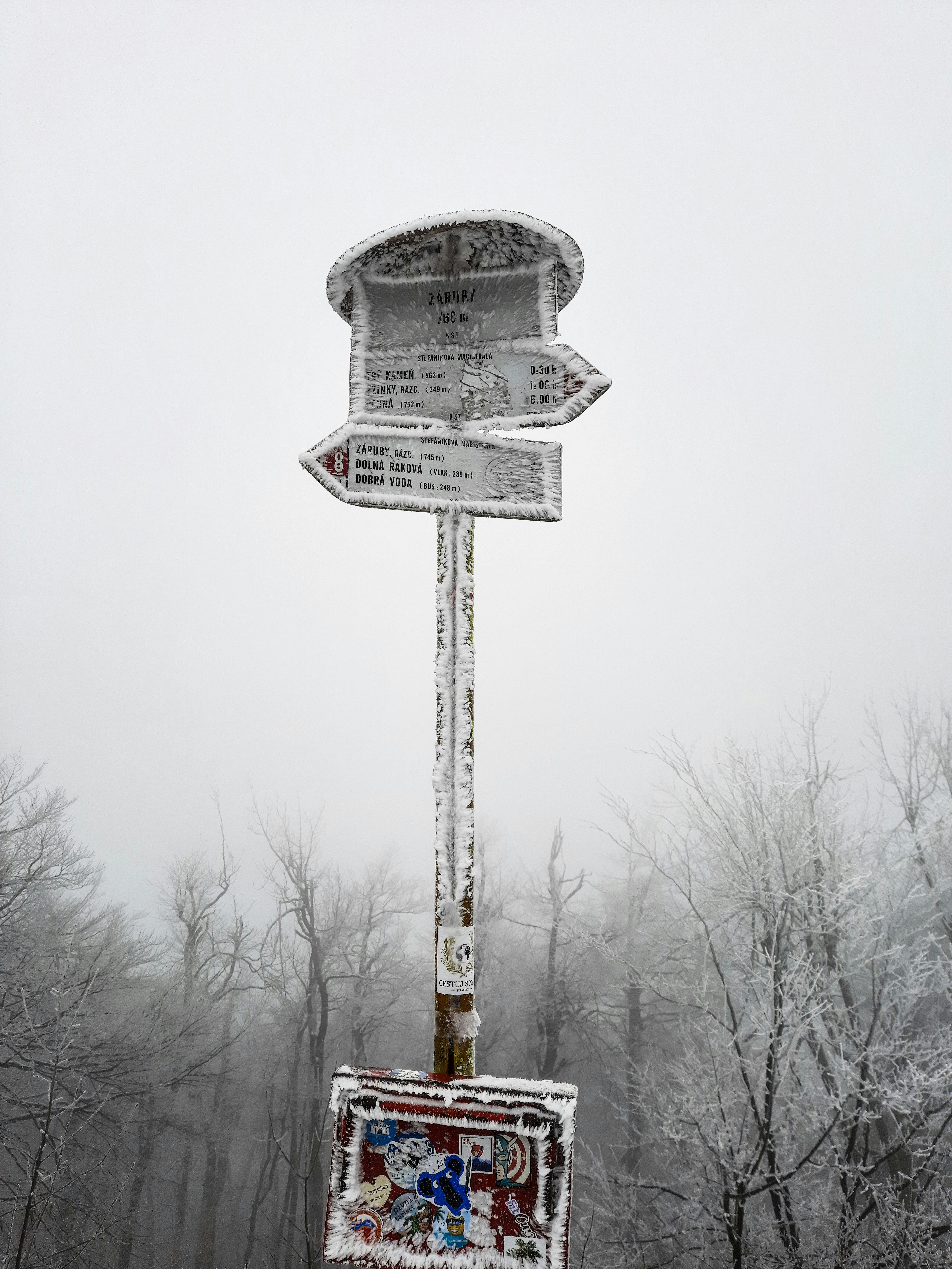 Gray Scale Photo of Trees on Snow · Free Stock Photo