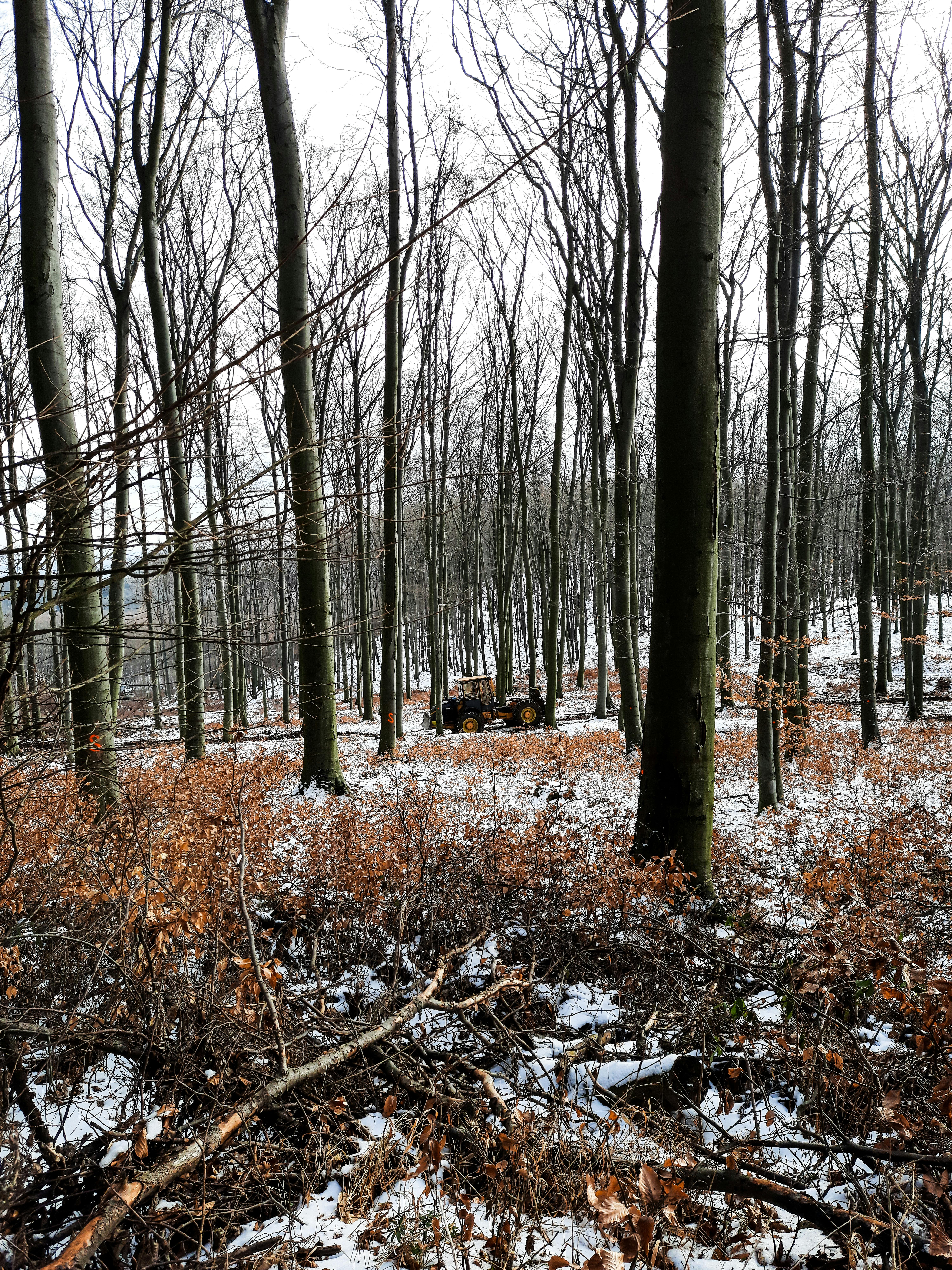 Forest in Winter · Free Stock Photo