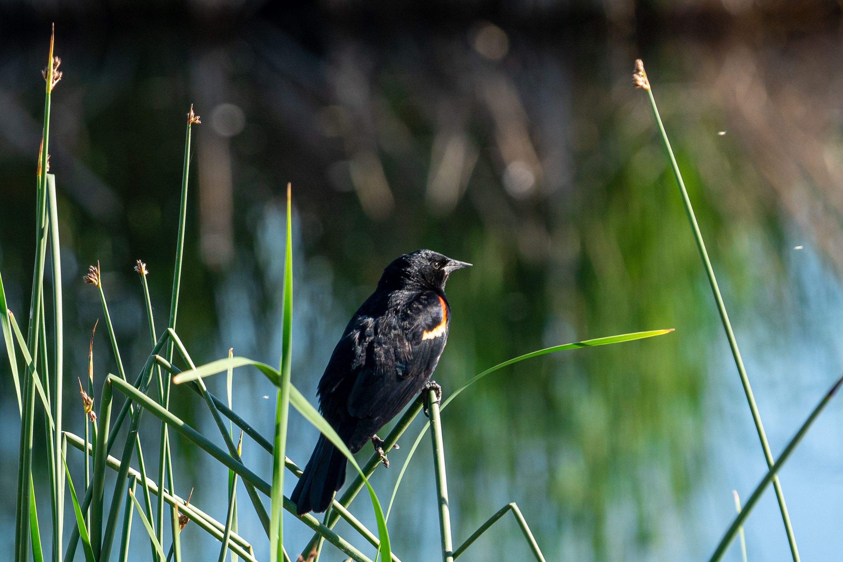 A Bearded Reedling Perched on a reed · Free Stock Photo
