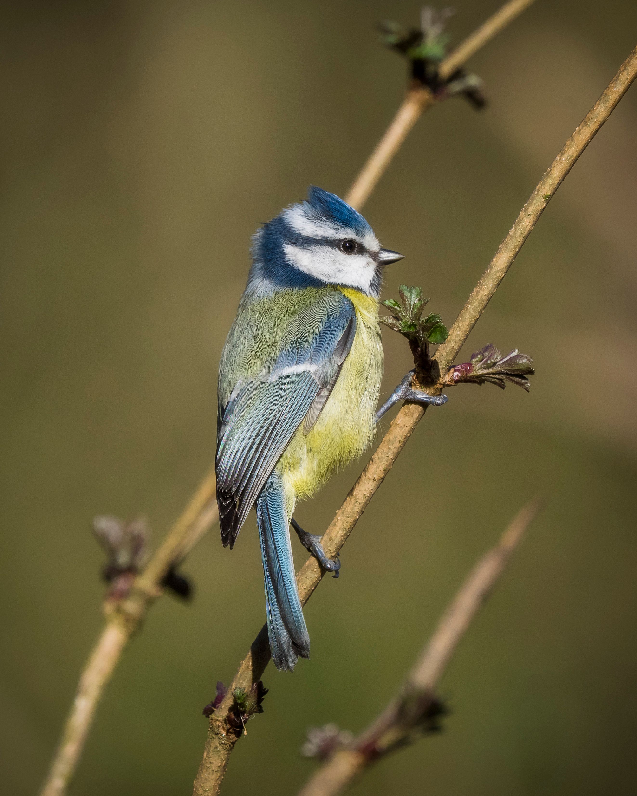 Close Up Photo of a Blue Bird · Free Stock Photo