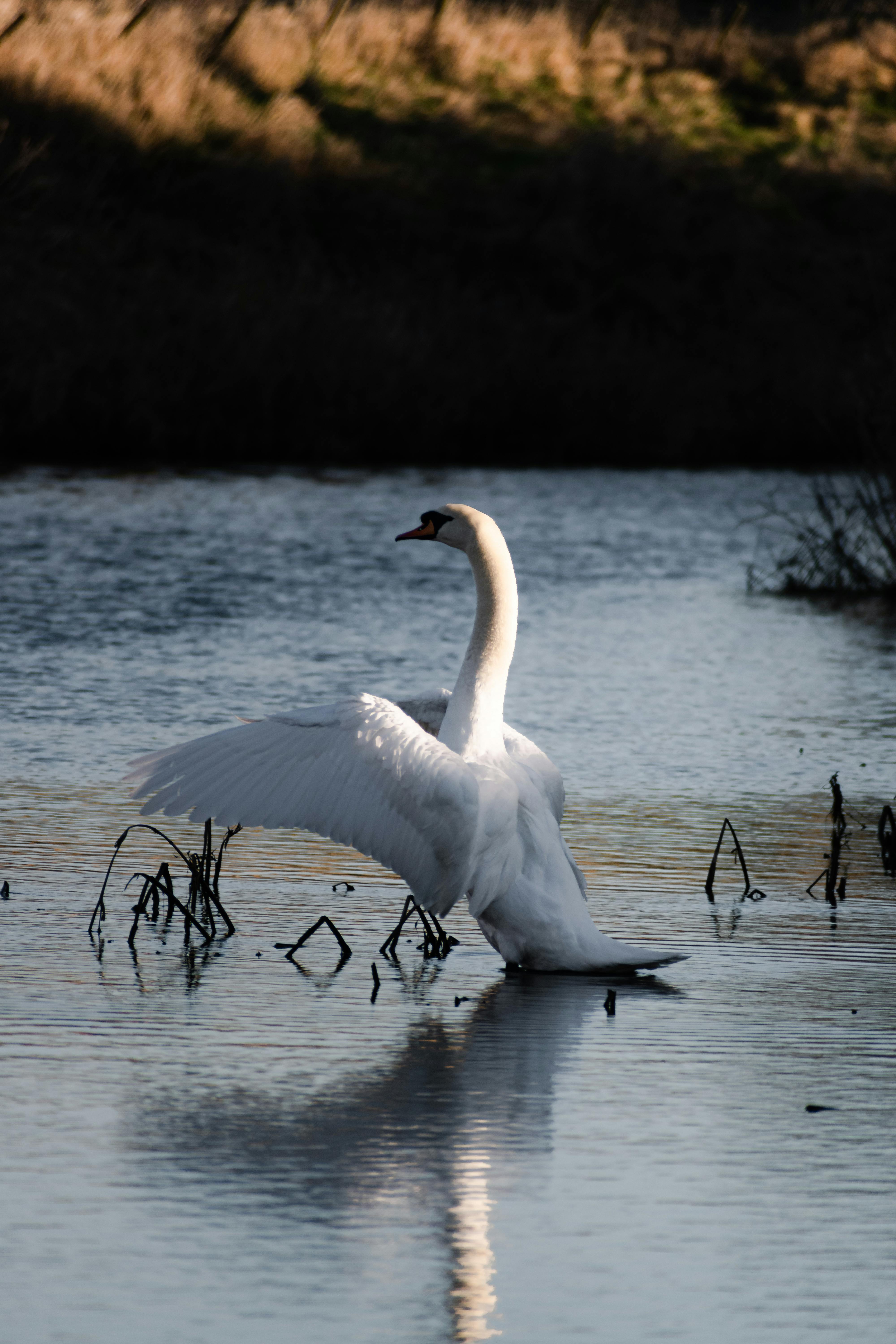 Dirty Swan on the Lake · Free Stock Photo