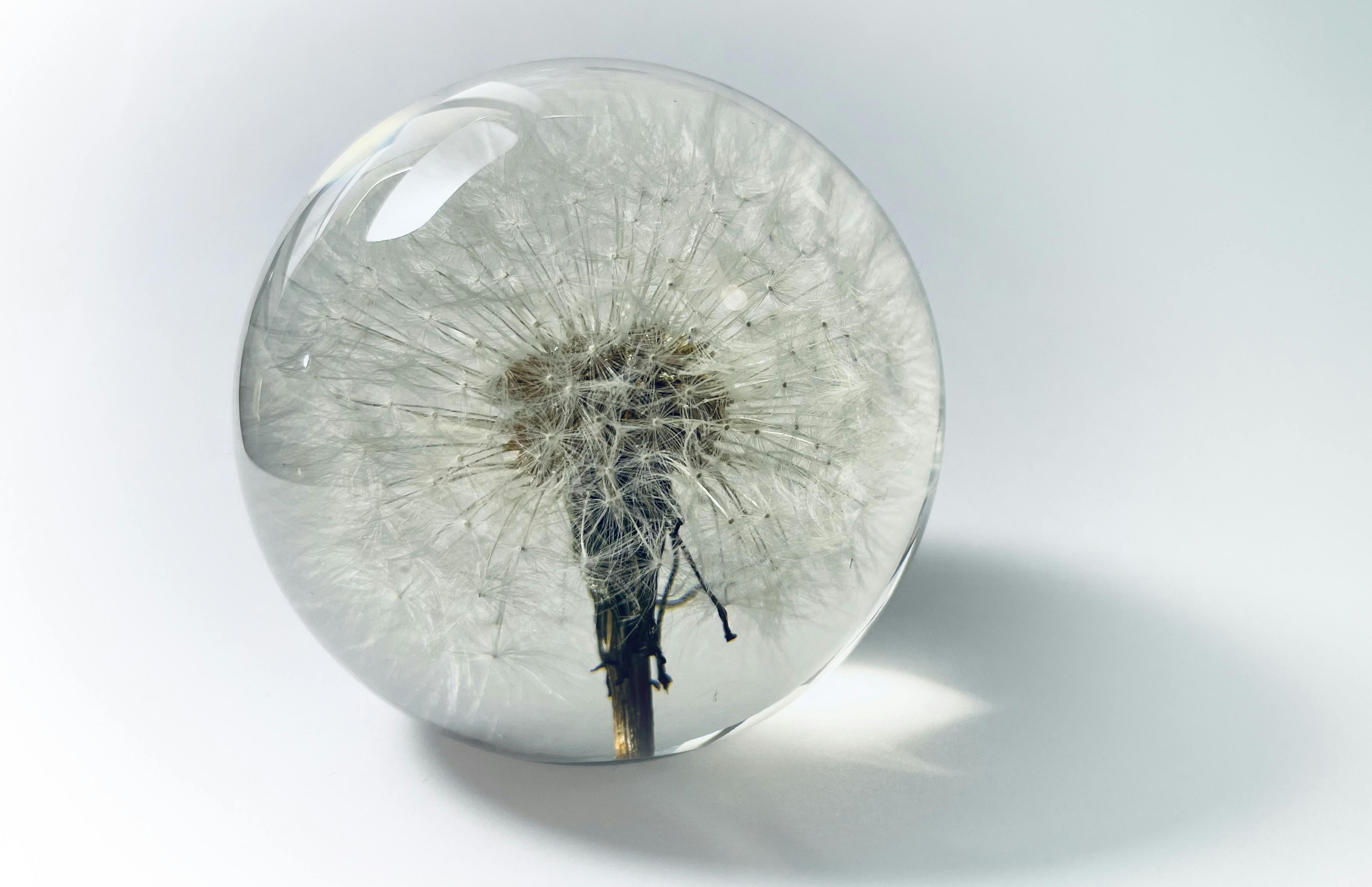 Dandelion Head in Translucent Sphere · Free Stock Photo