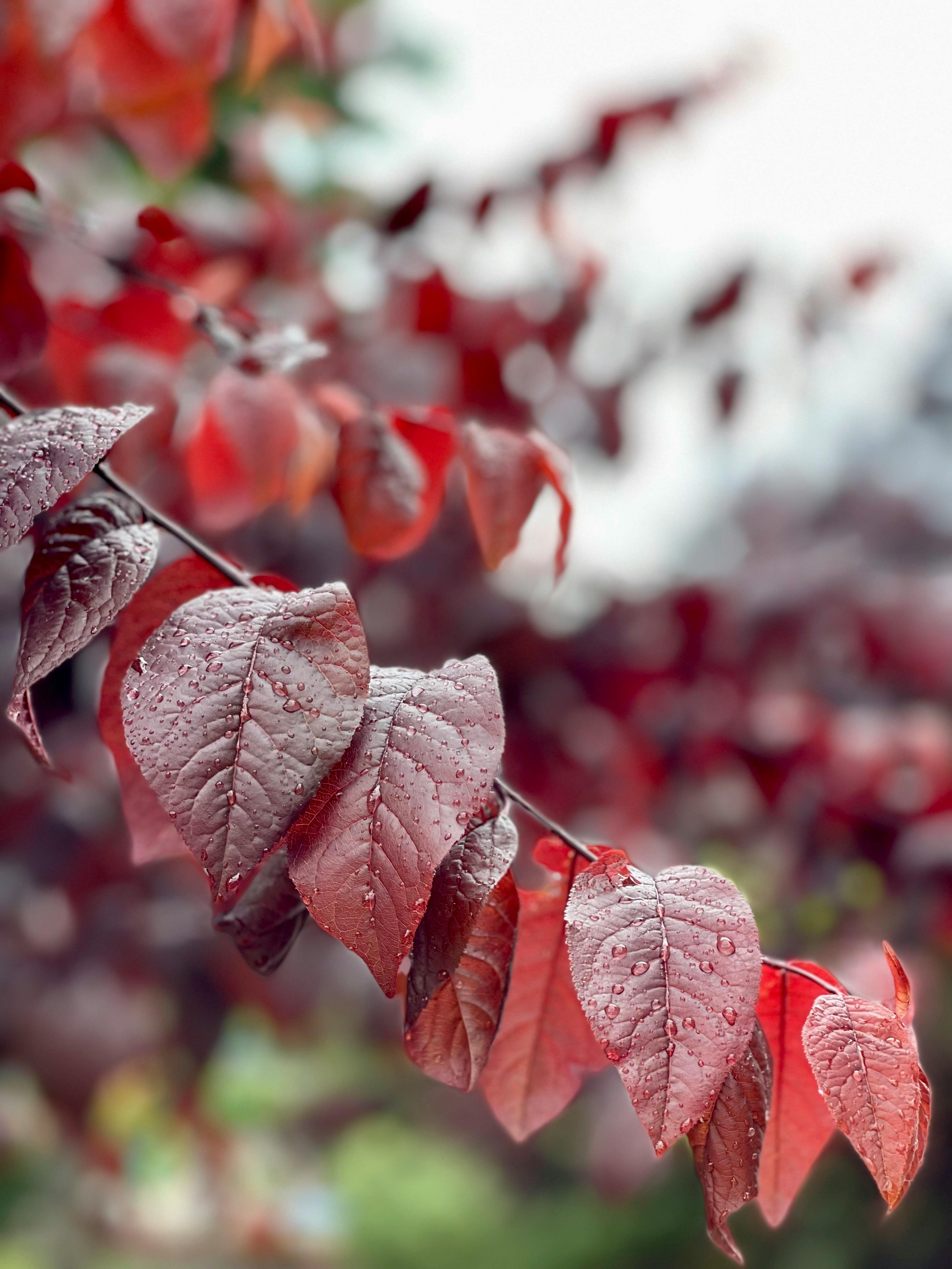Red Berries and Green Leaves · Free Stock Photo