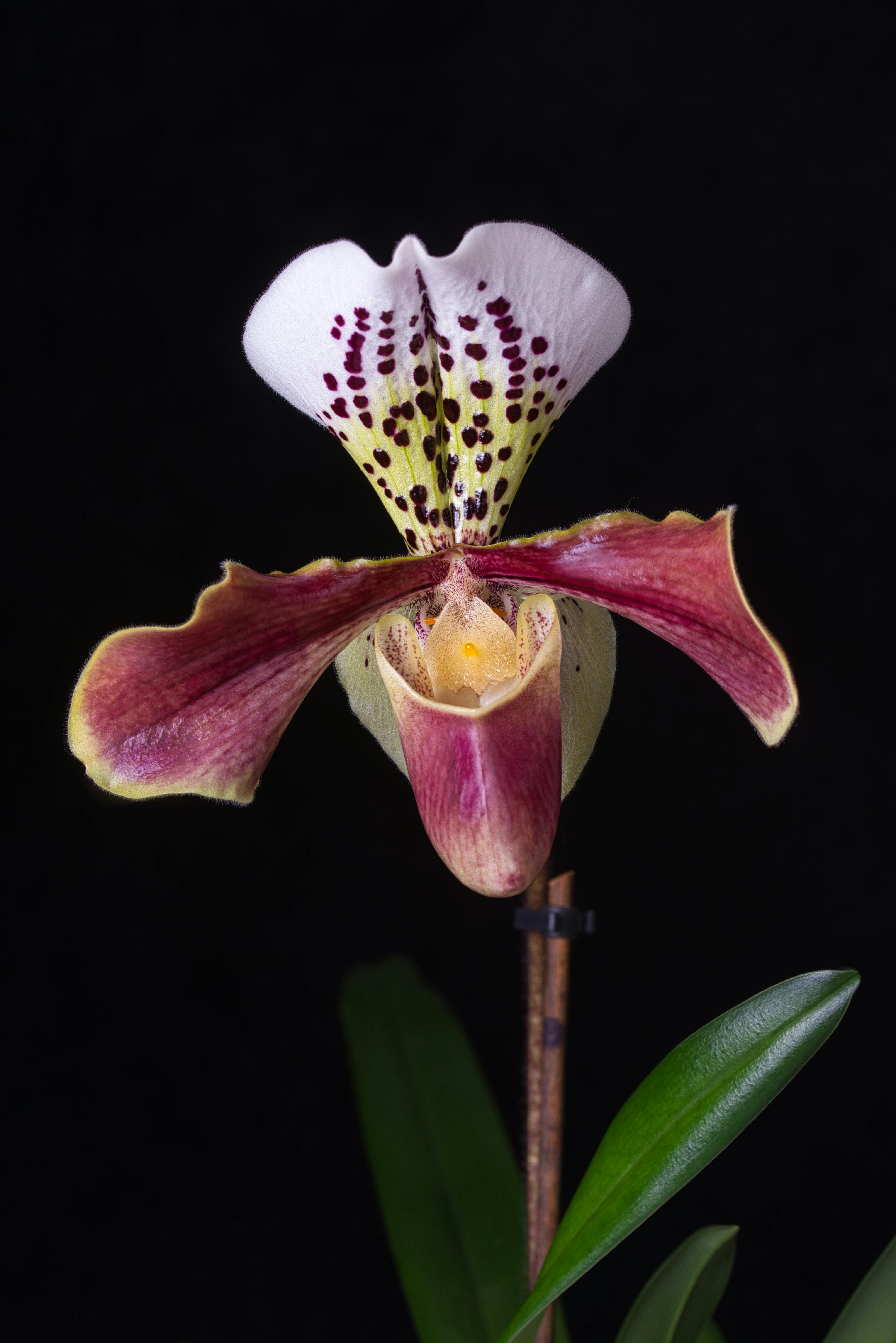 Paphiopedilum Callosum Photos, Download The BEST Free Paphiopedilum ...
