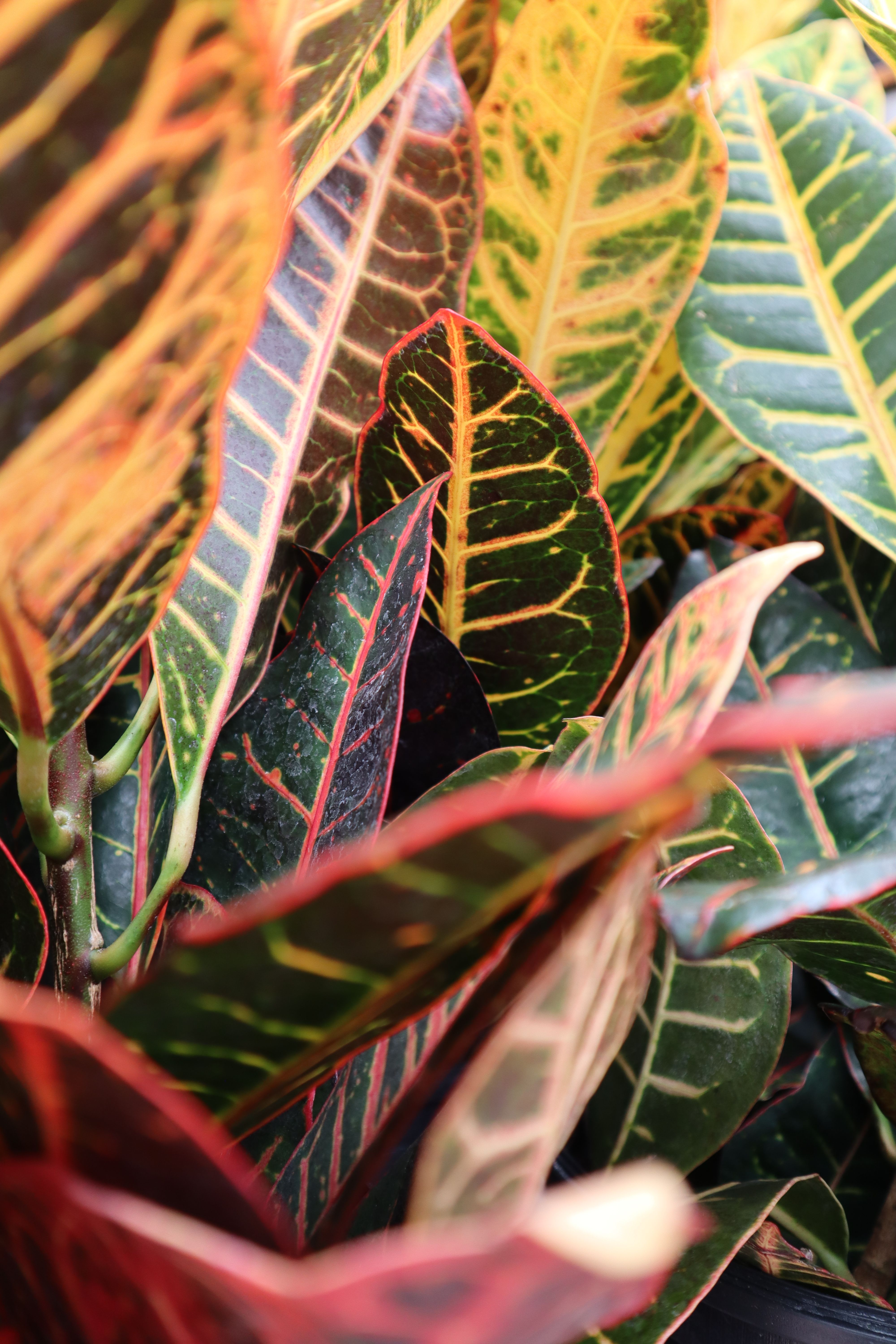 Croton Photos, Download The BEST Free Croton Stock Photos & HD Images